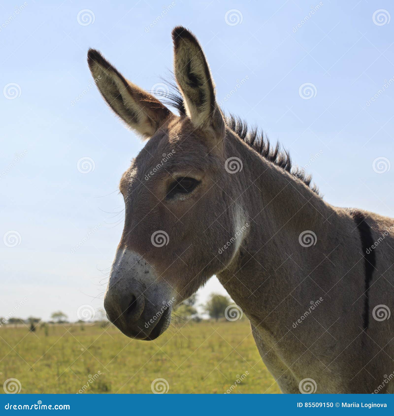 Portrait of Cute Gray Donkey Stock Photo - Image of meadow, animal ...