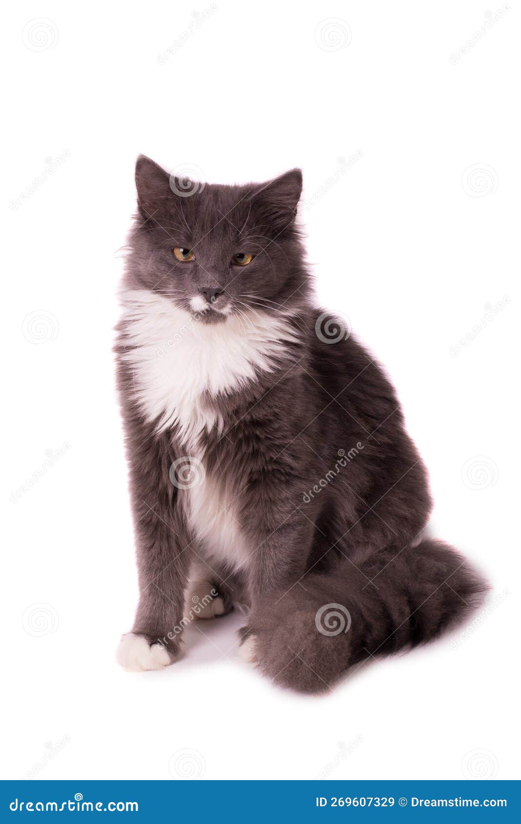 Cute Gray and White Cat Isolated on White Background. Stock Image ...
