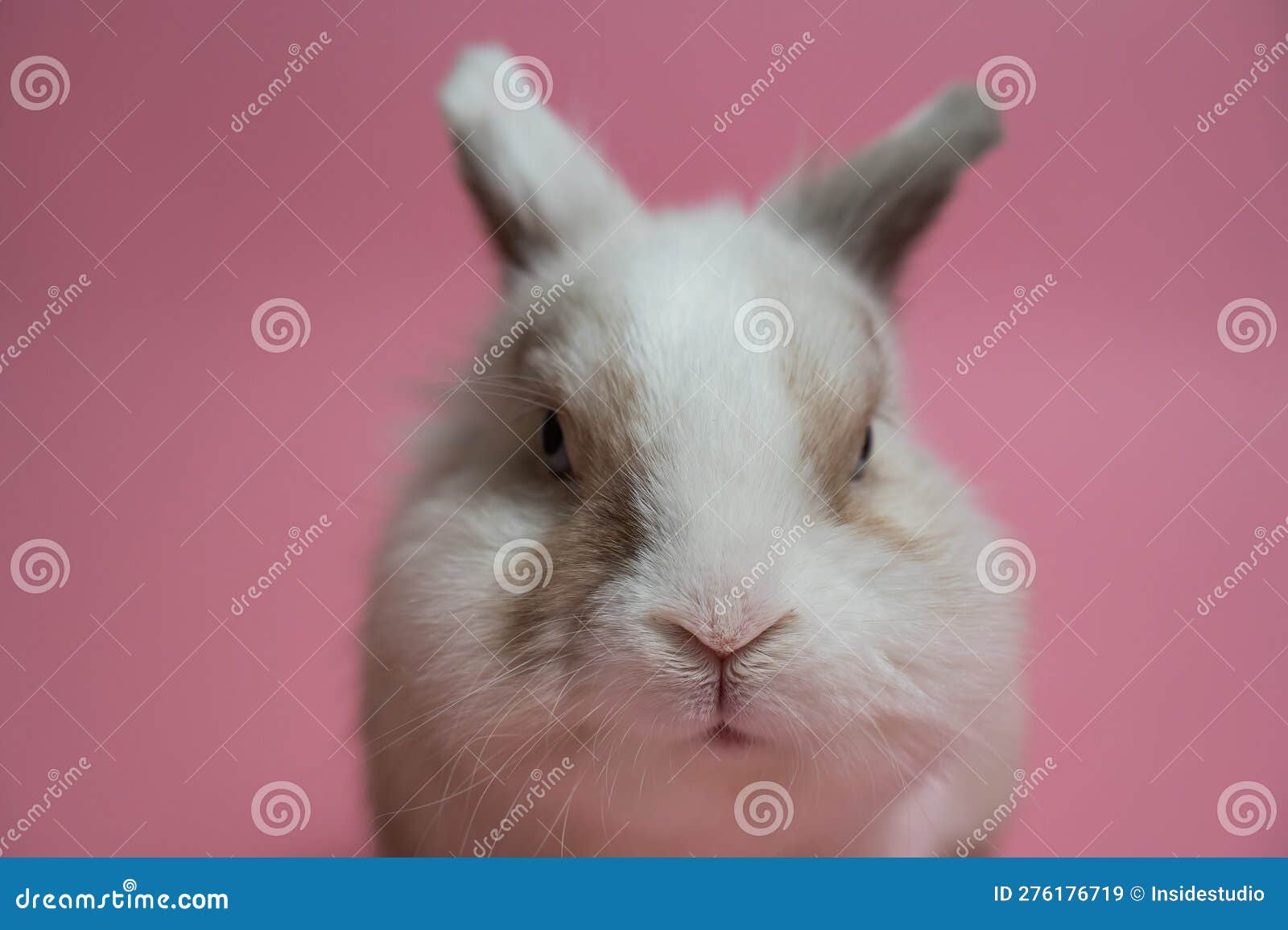 Portrait of a Cute Gray-white Rabbit on a Pink Background. Stock Image ...