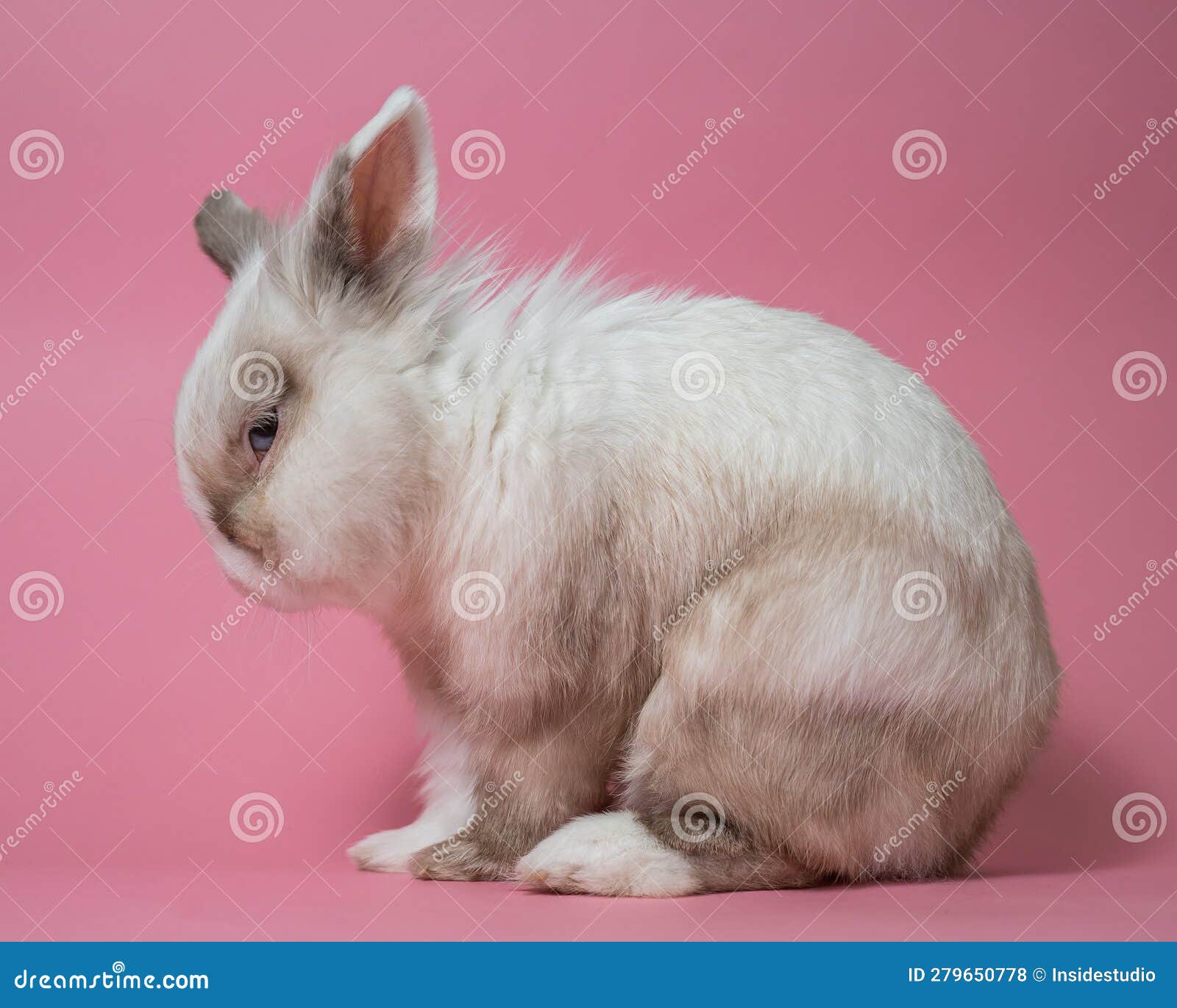 Portrait of a Cute Gray-white Rabbit on a Pink Background. Stock Photo ...