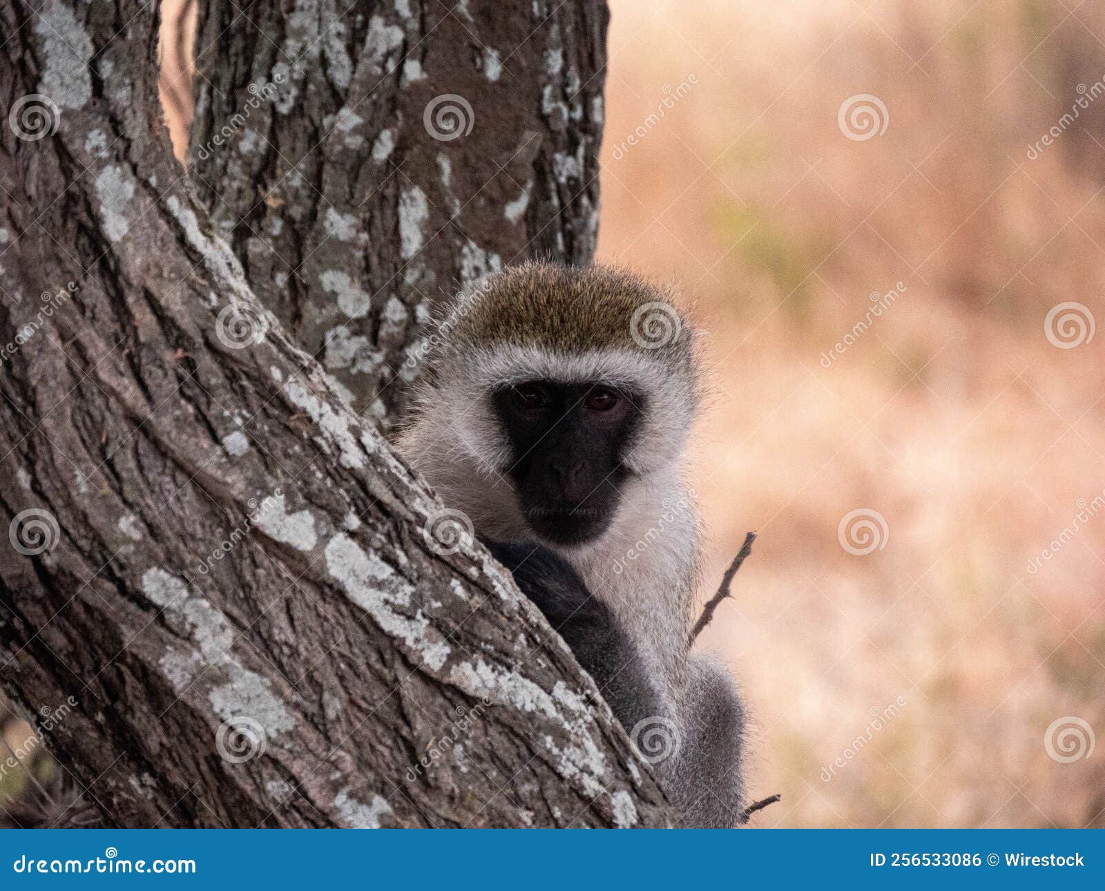 Portrait of a Cute Green Monkey Sitting on a Tree Stock Photo - Image ...