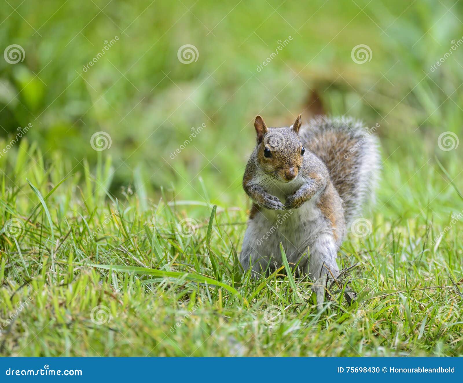 Portrait of Cute Grey Squirrel Sciurus Carolininsis Satnding on Stock ...