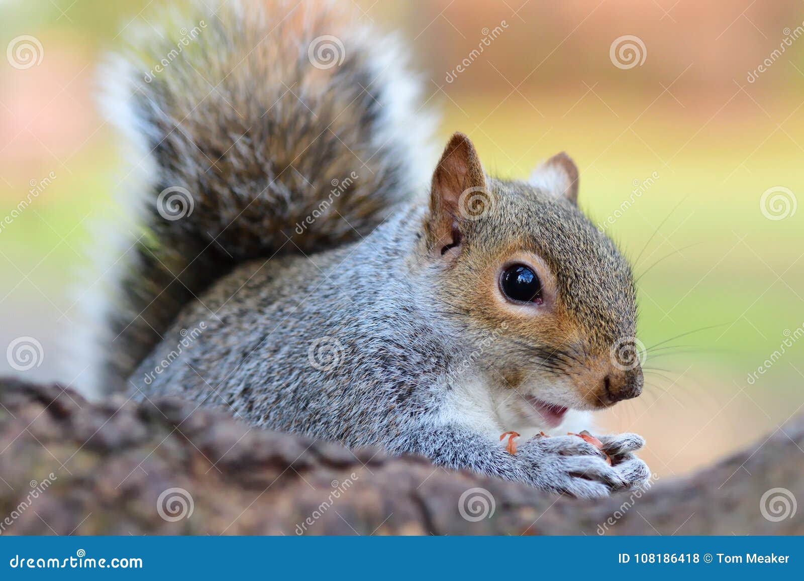 Grey Squirrel in a Tree Eating a Nut Stock Photo - Image of ...