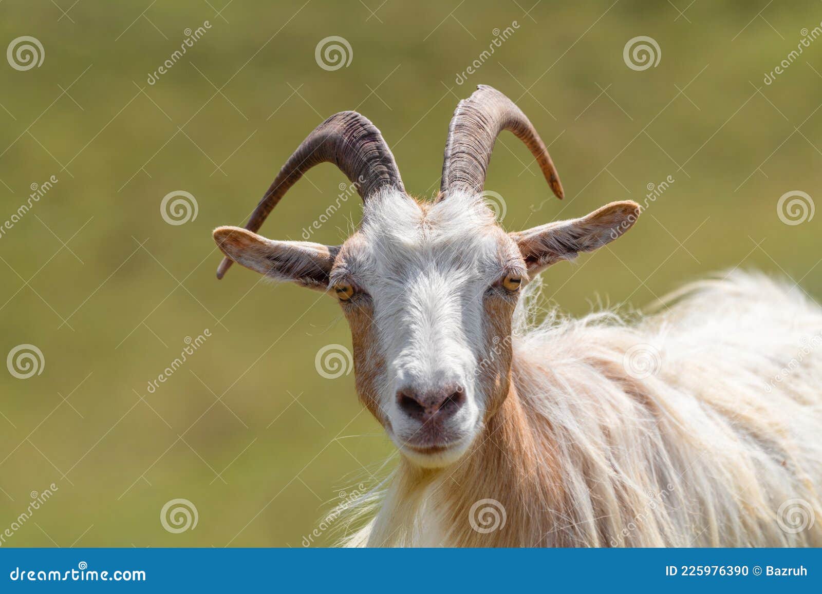 Portrait of a Cute Horned Goat Stock Photo - Image of dairy, milk ...