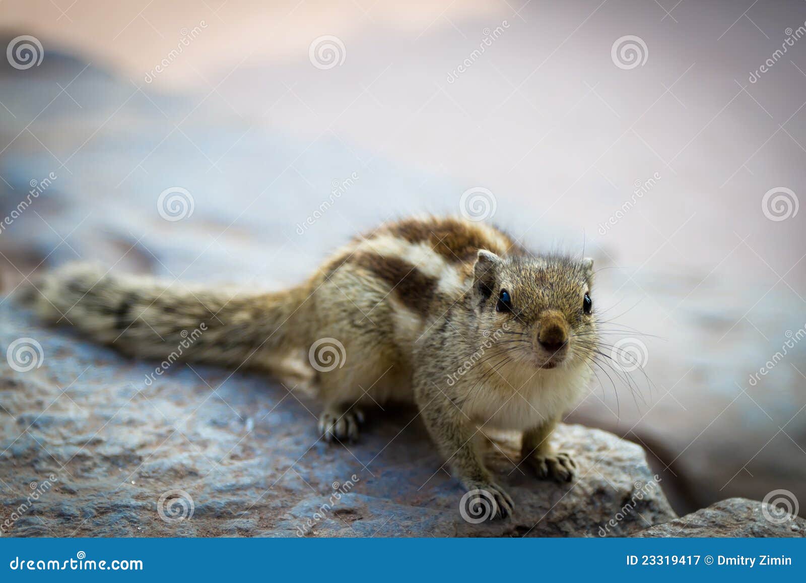 Portrait of a Cute Indian Chipmunk Rock Stock Image - Image of indian ...