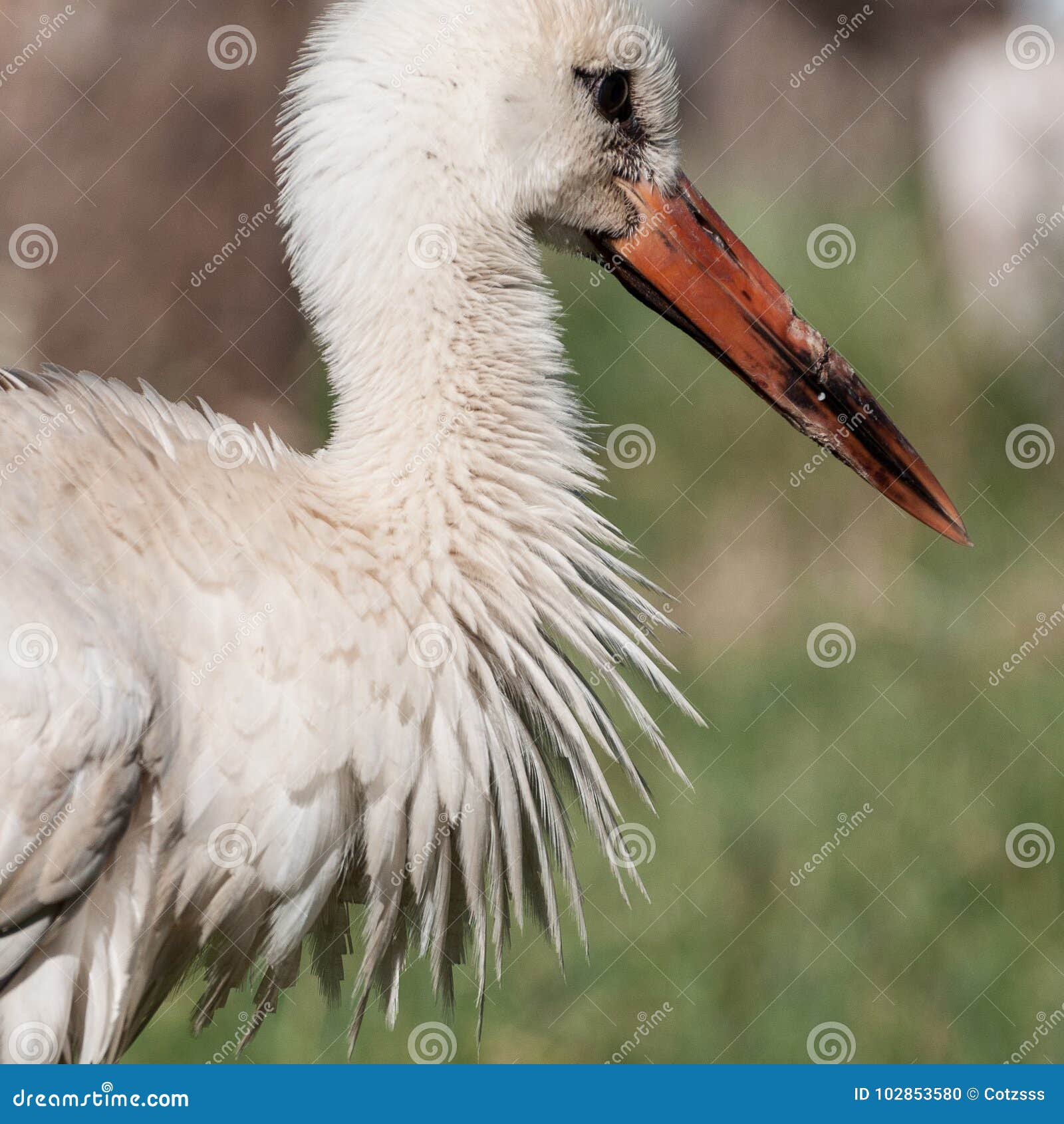 Cute Injured Fluffy Young Stork Portrait Stock Photo - Image of beak ...