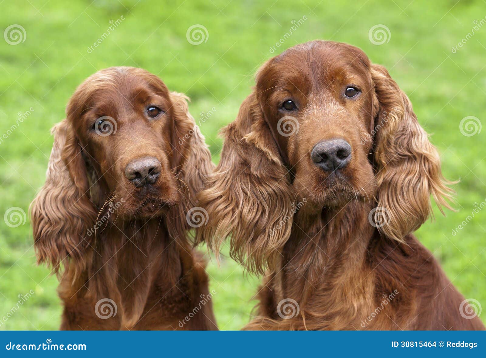 Portrait of Cute Irish Setter Pair Stock Photo - Image of puppy, brown ...
