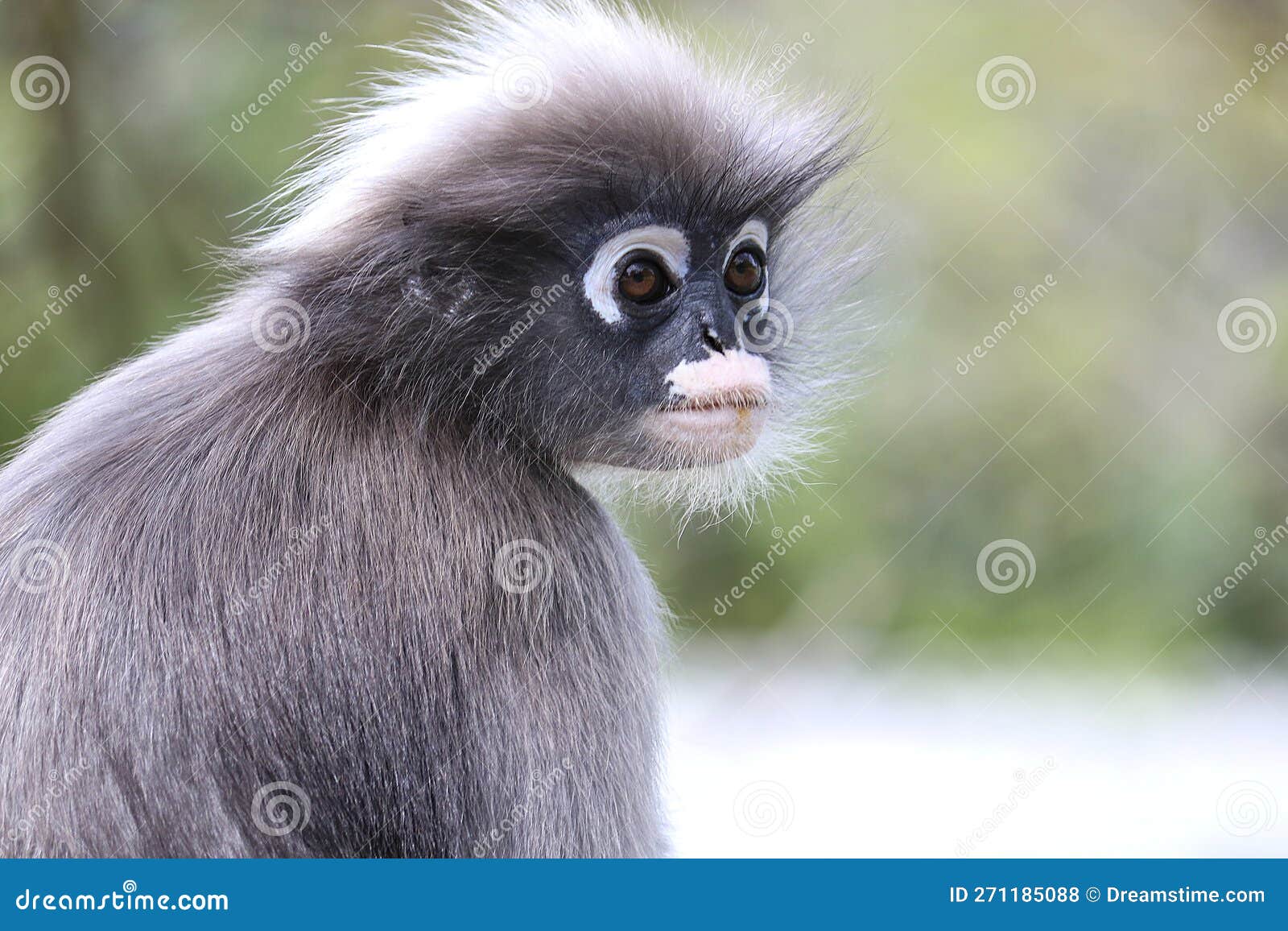 Portrait of a Cute Juvenile Dusky Leaf Monkey Stock Photo - Image of ...