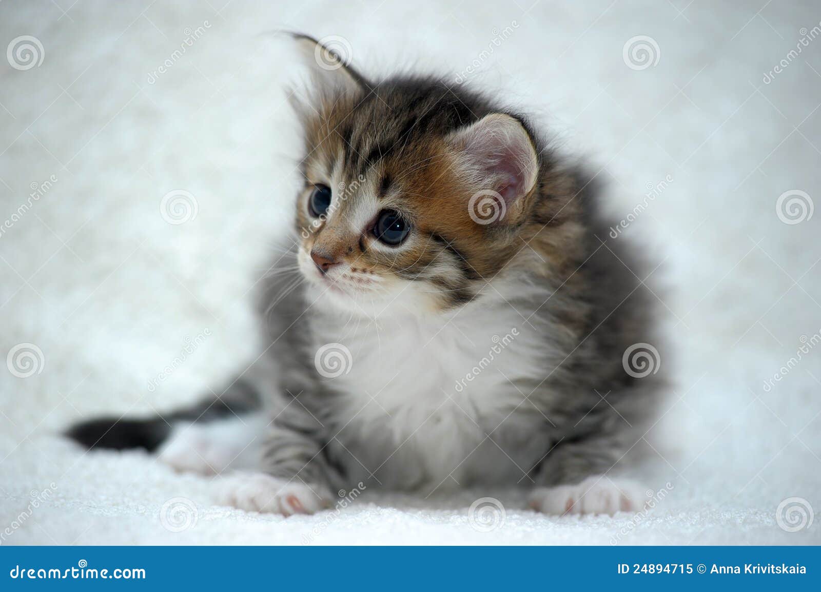 Portrait of a cute kitten stock image. Image of kitten - 24894715