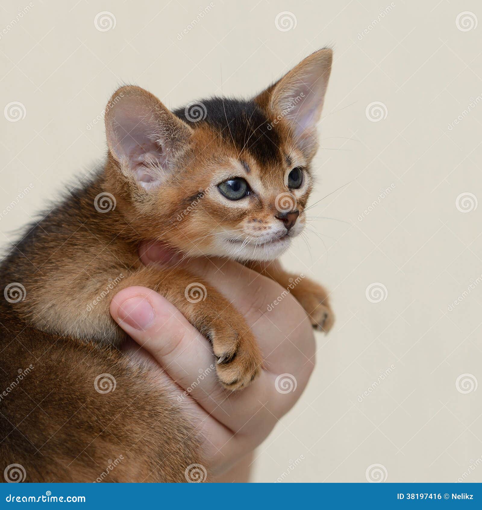 Portrait of a Cute Kitten in Female Hands Stock Photo - Image of ...