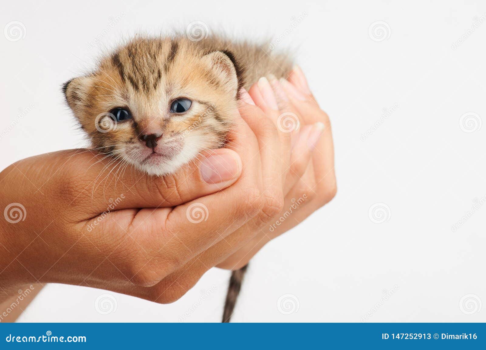 Portrait of cute kitty stock image. Image of looking - 147252913