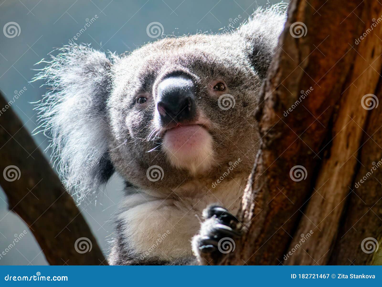 Portrait of a Cute Koala Bear on a Tree Stock Image - Image of animal ...