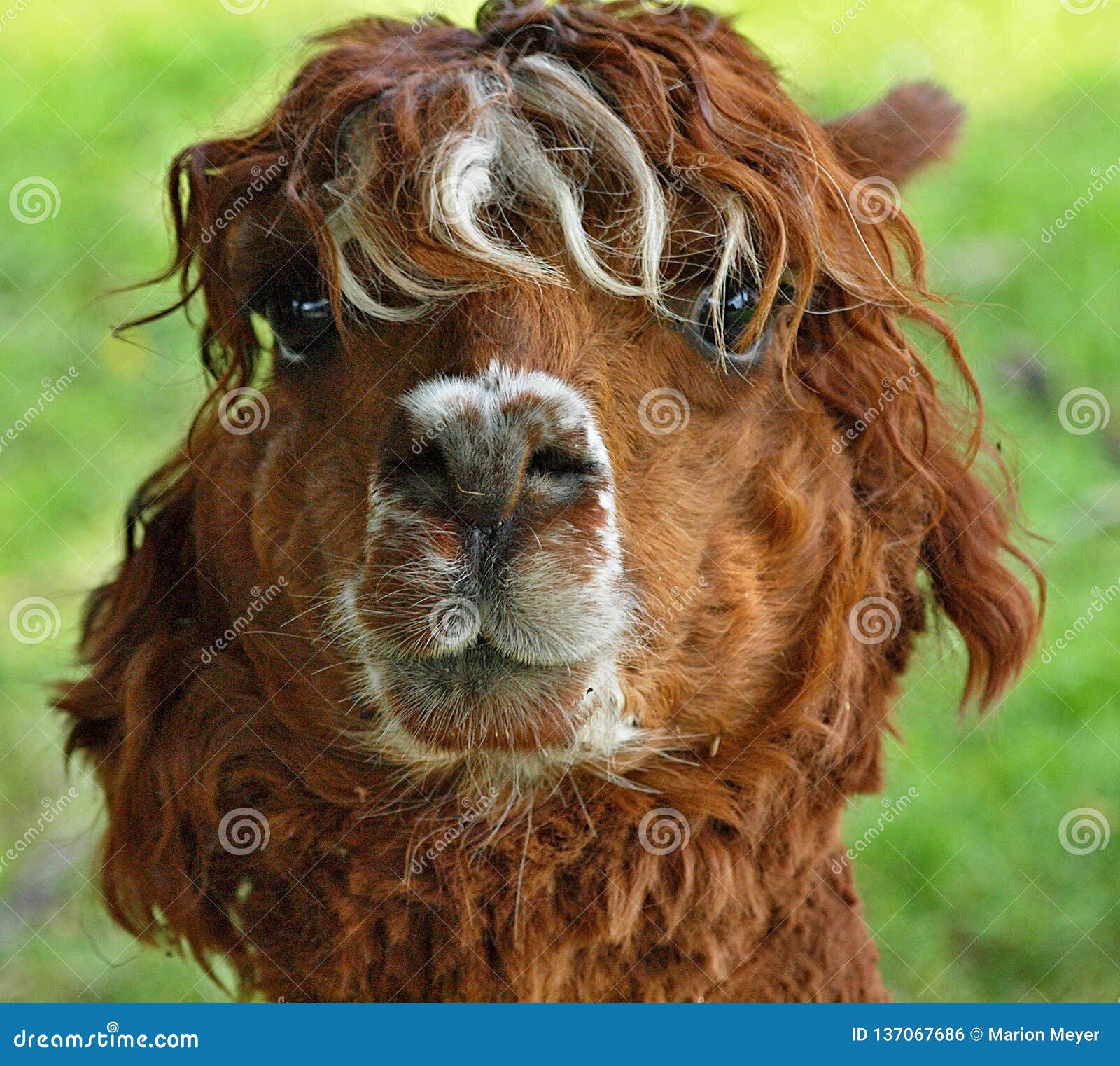 Portrait of a cute Lama stock photo. Image of head, mammal - 137067686