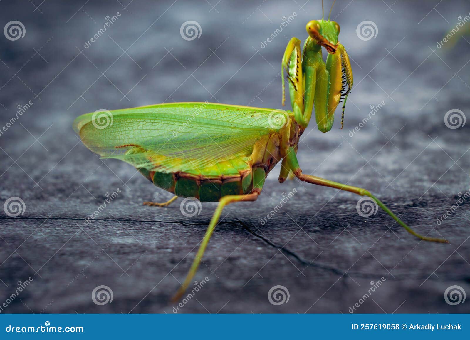 Portrait Cute Large Green Praying Mantis Attacking Stance on a Dark ...