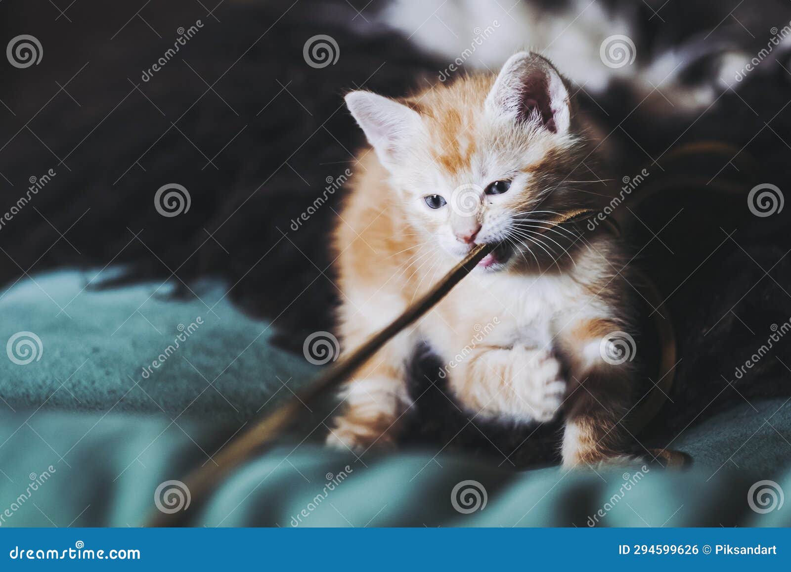 Little Ginger Kitten Playing with a String at Home Stock Photo - Image ...