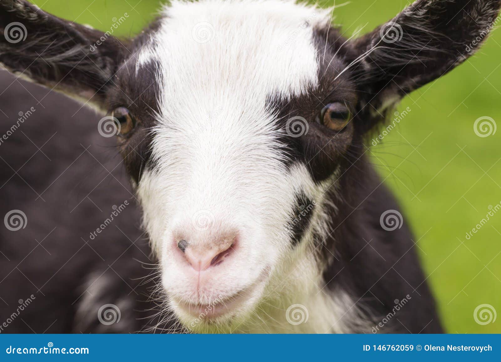 Portrait of a Cute Little Goat Closeup. Stock Image - Image of kiddy ...