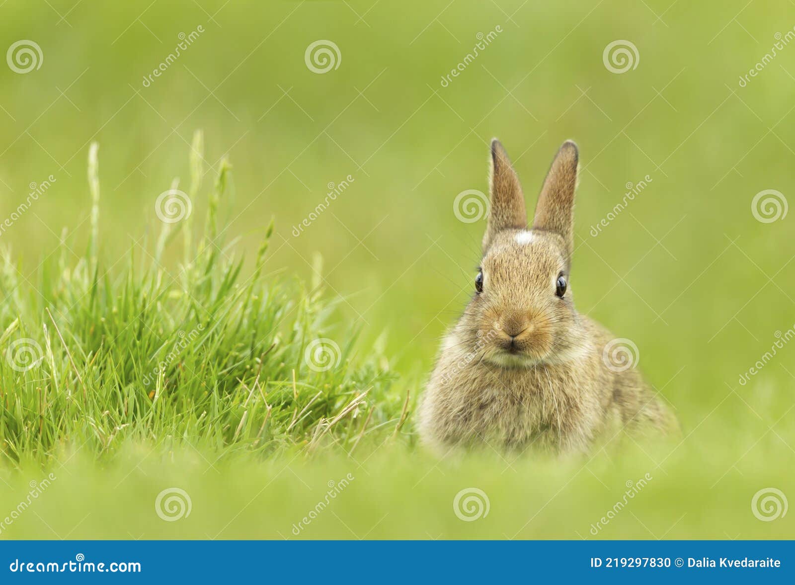 Portrait of a Cute Little Rabbit Sitting in Grass Stock Photo - Image ...