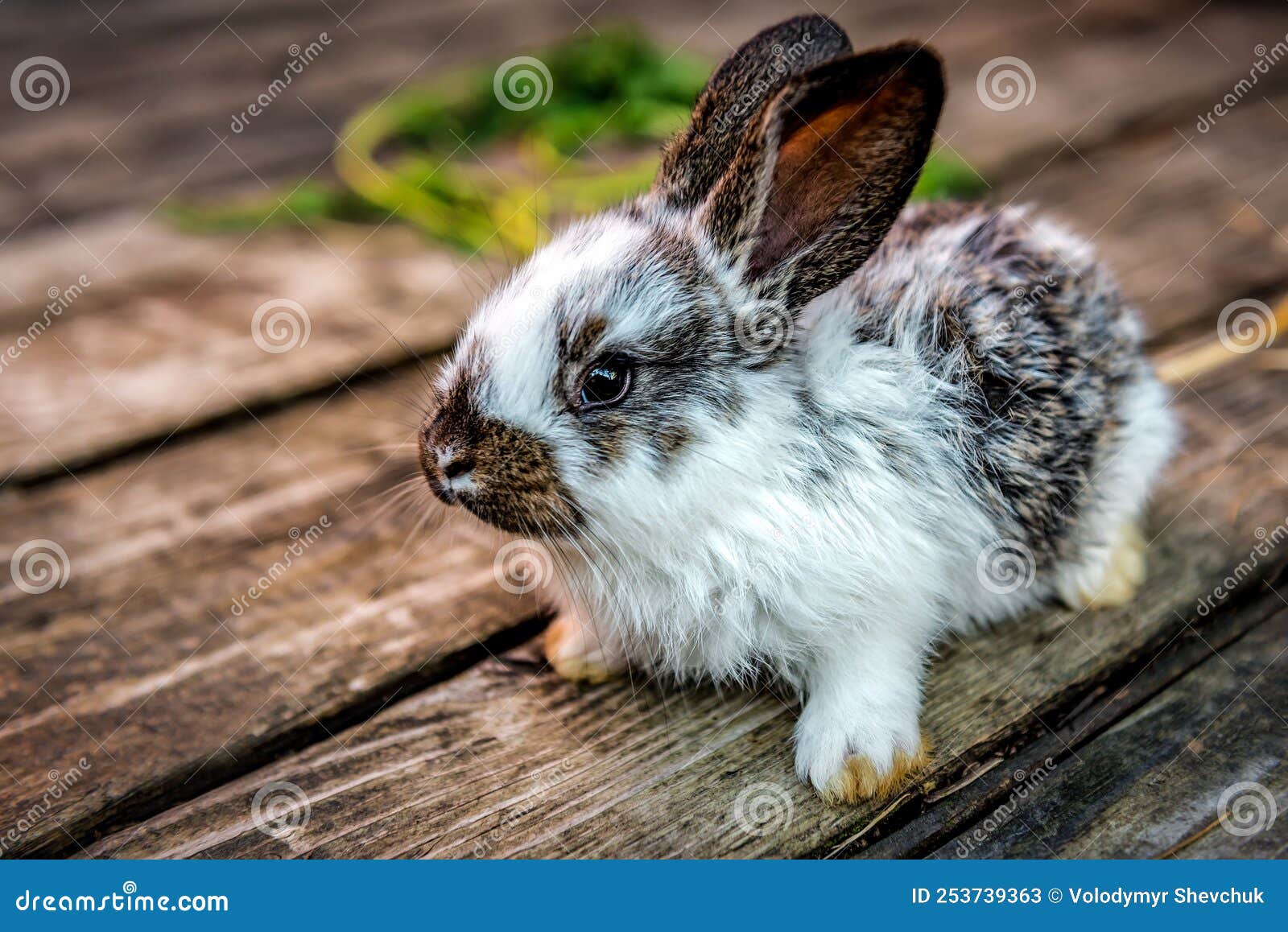 Portrait of Cute Live Rabbit Stock Image - Image of rodent, rabbit ...