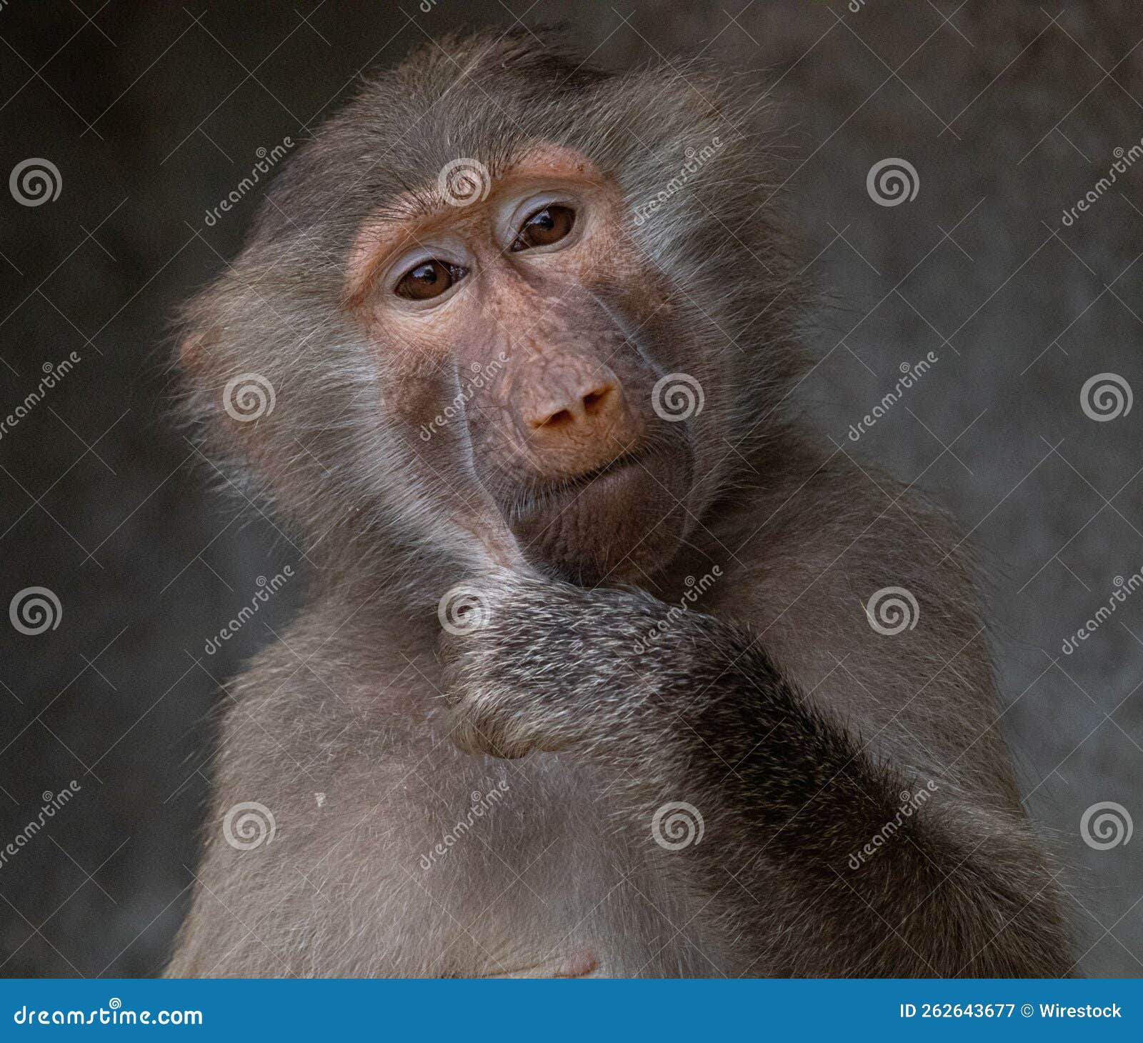 Portrait of a cute macaque stock image. Image of mammal - 262643677