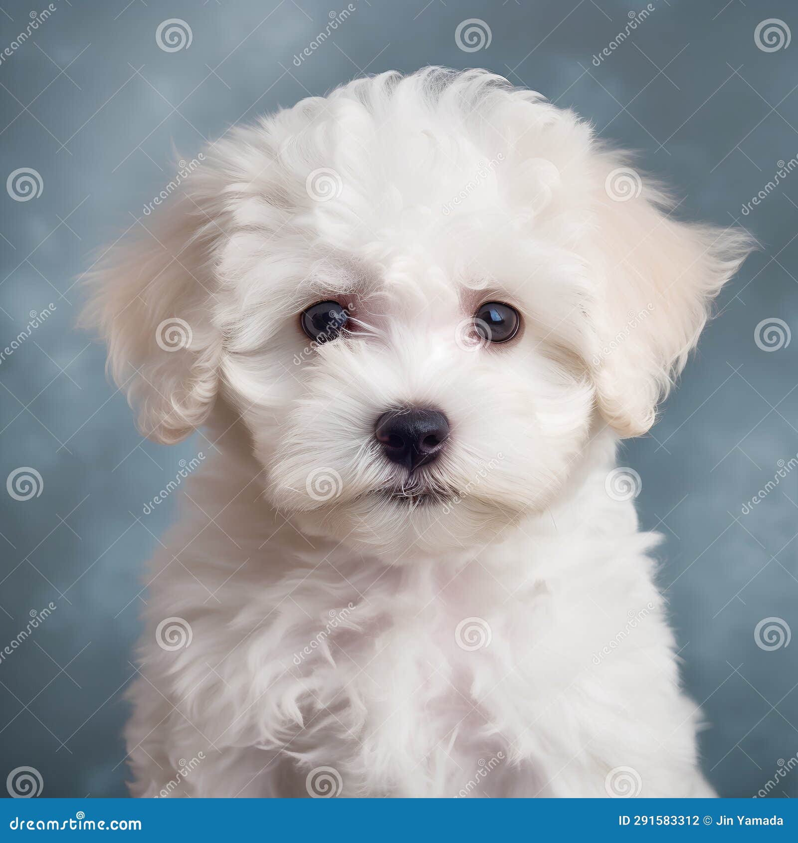 Portrait of a Cute Maltese Puppy on a Blue Background. Stock ...