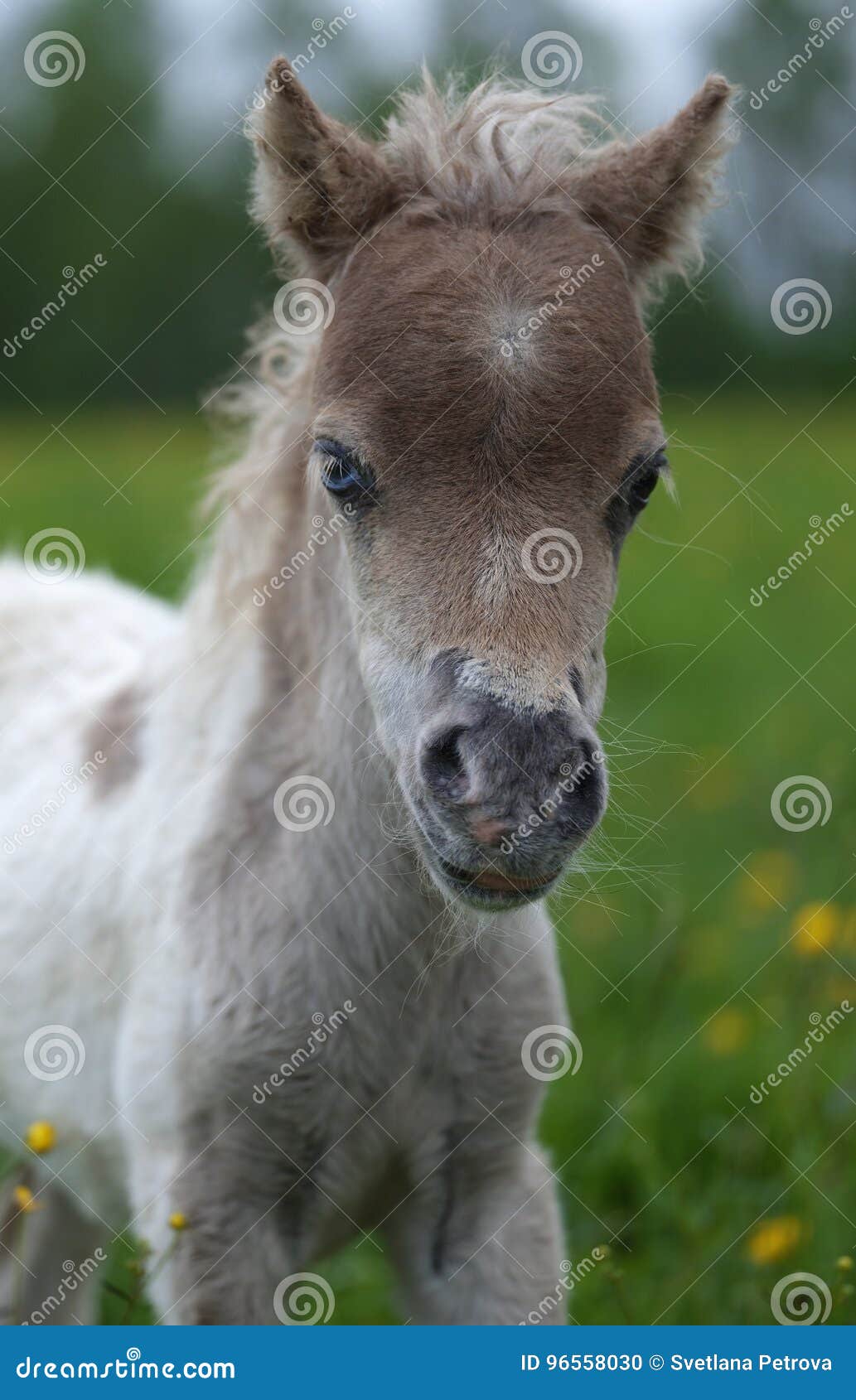Portrait of a Cute Mini-horse Foal Stock Photo - Image of portrait ...