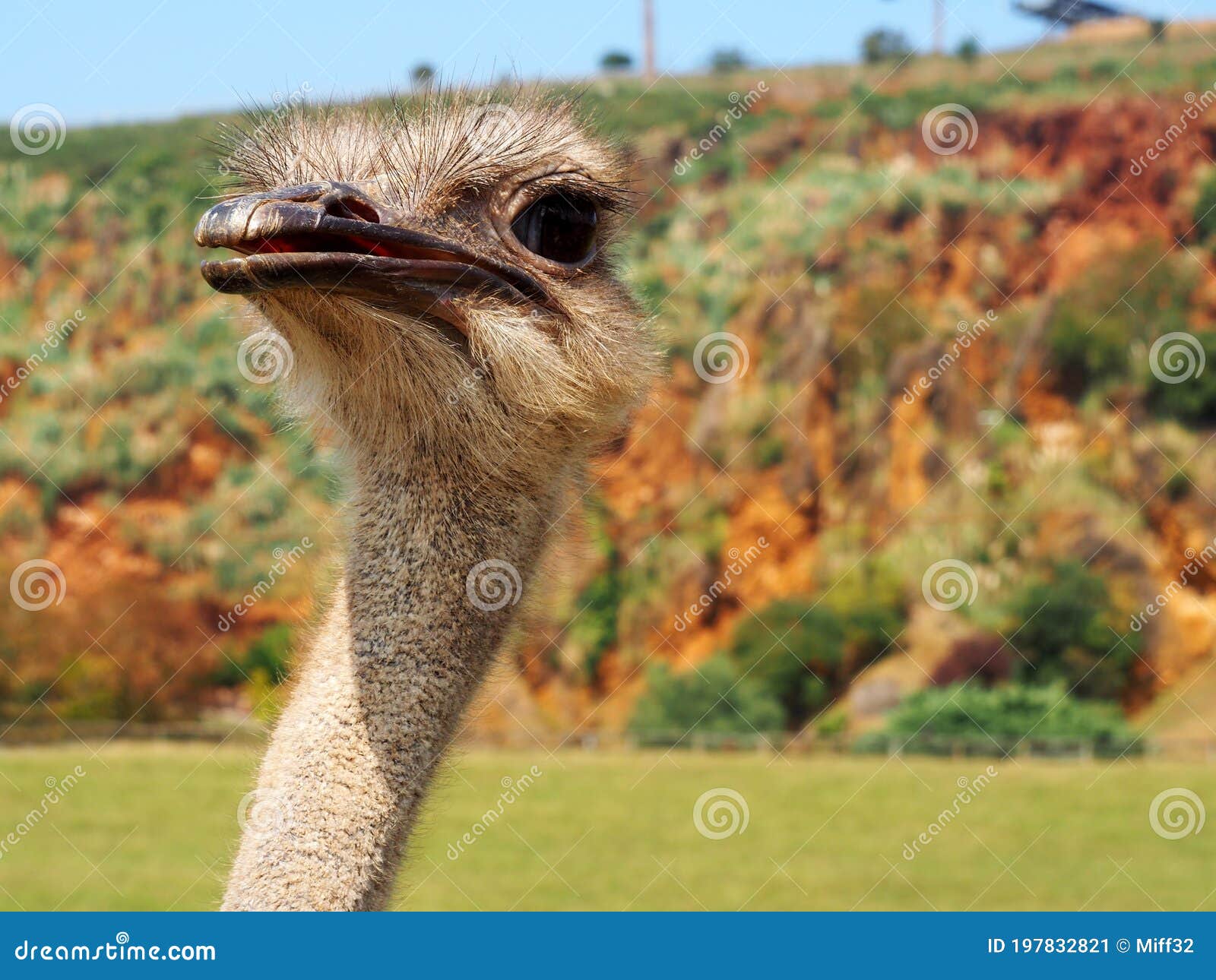 Cute Ostrich Isolated On White Background. Stock Image | CartoonDealer ...
