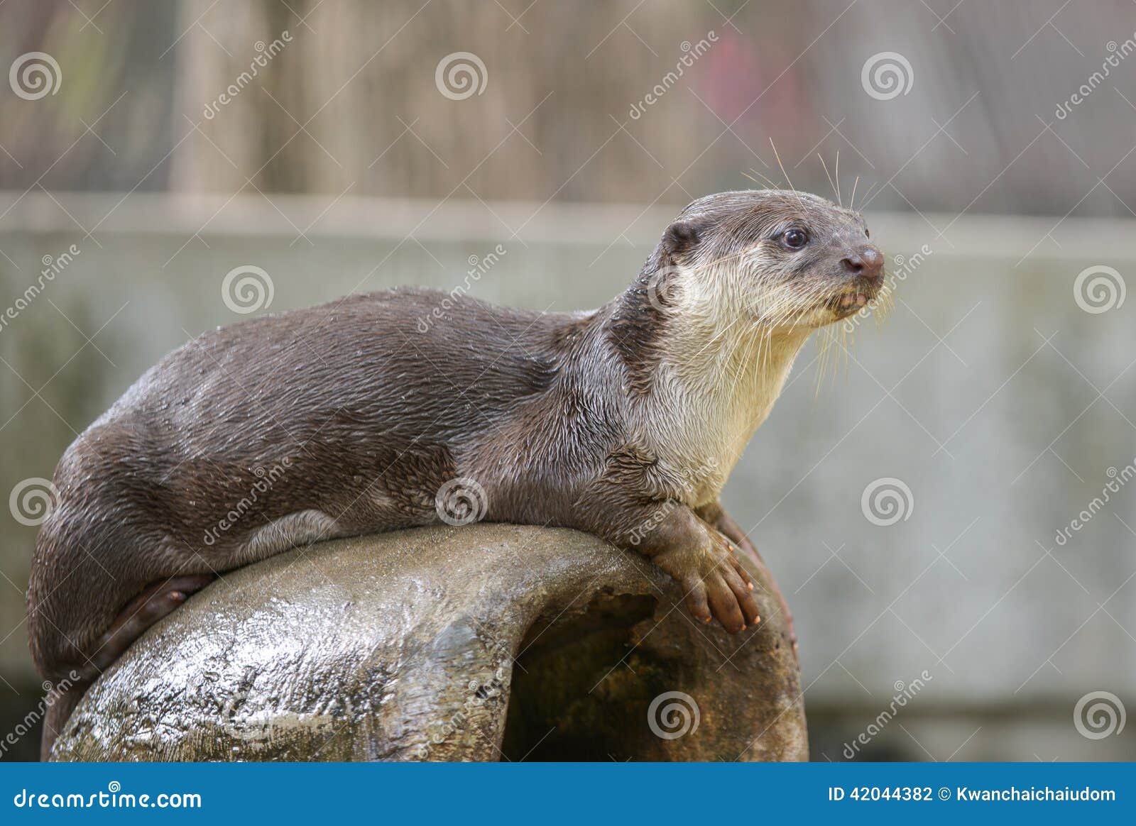 Portrait of a cute otter stock photo. Image of aonyx - 42044382