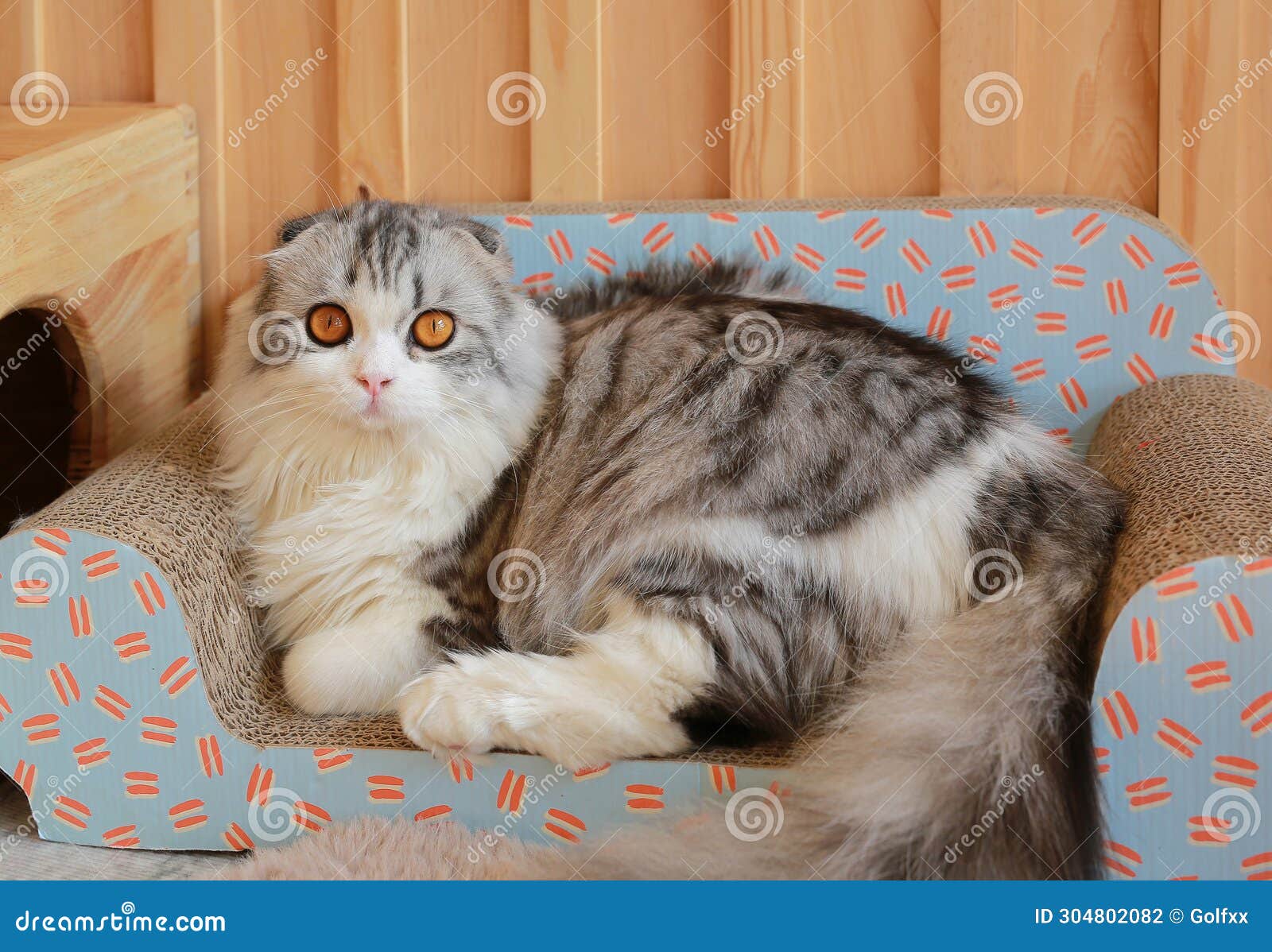 Portrait of Cute Persian Scottish Fold Cat Sitting in Cat Sofa and ...