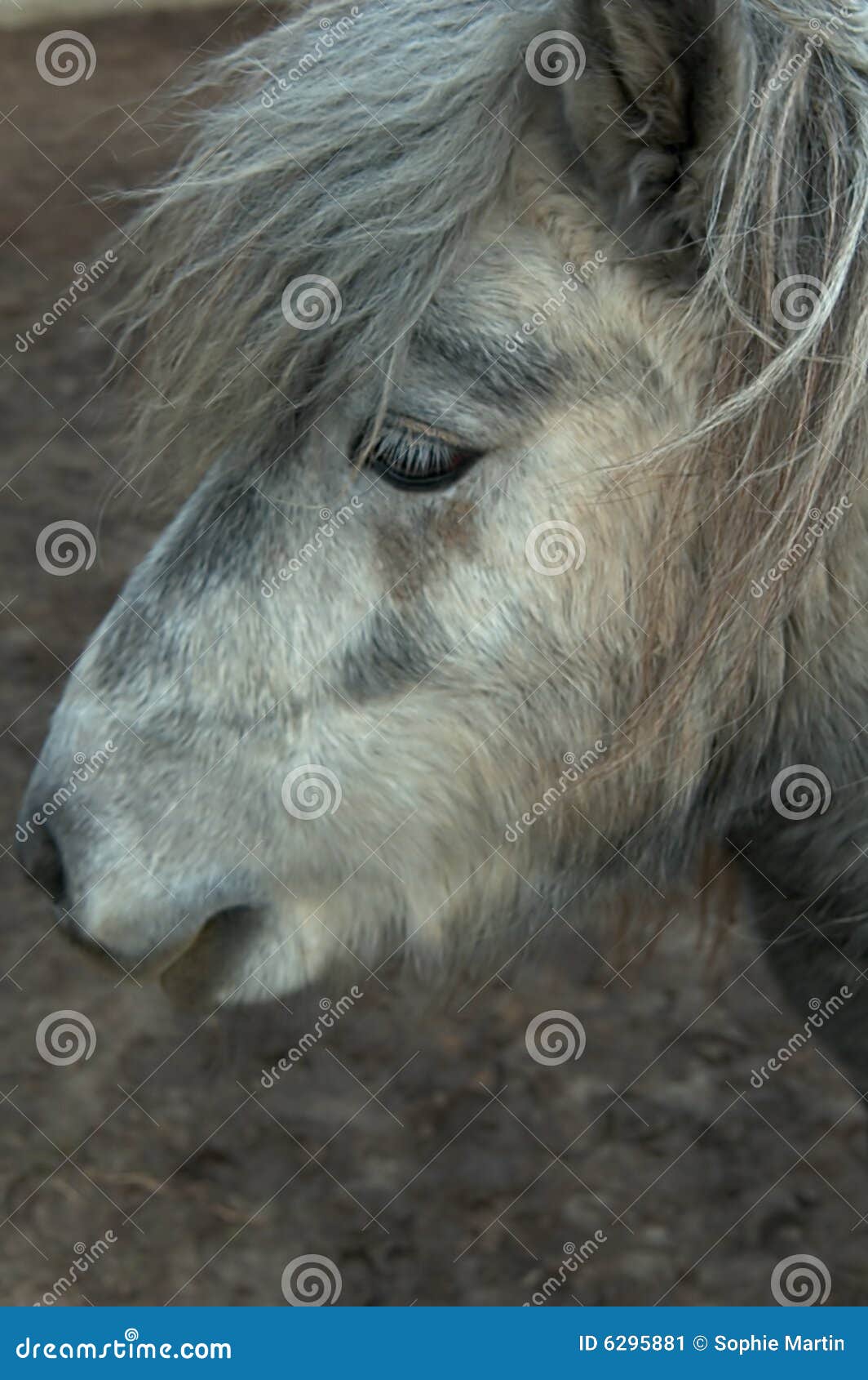 Portrait of cute pony stock image. Image of single, looks - 6295881