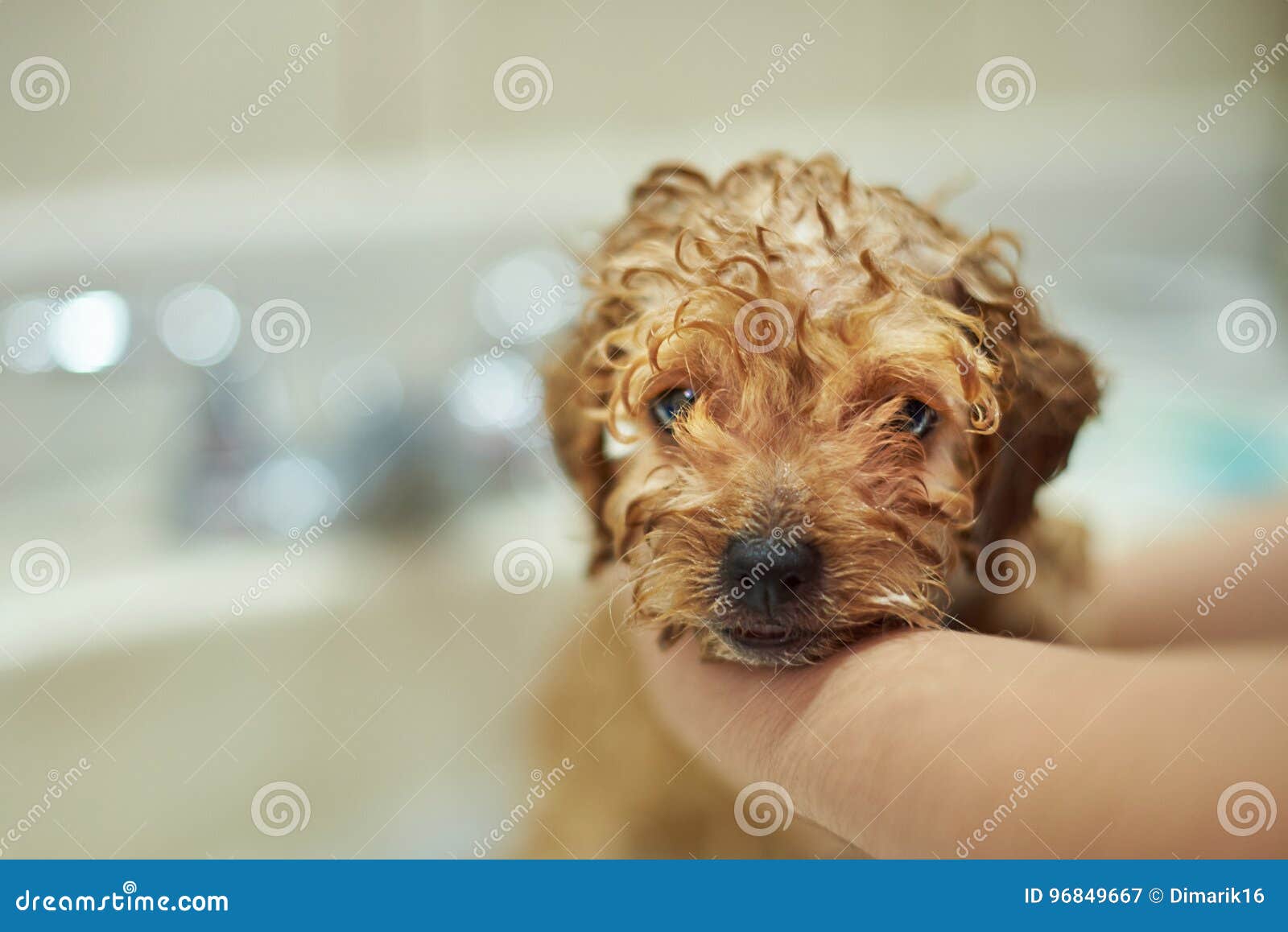 Portrait of Cute Poodle Puppy Stock Image - Image of bath, puppy: 96849667