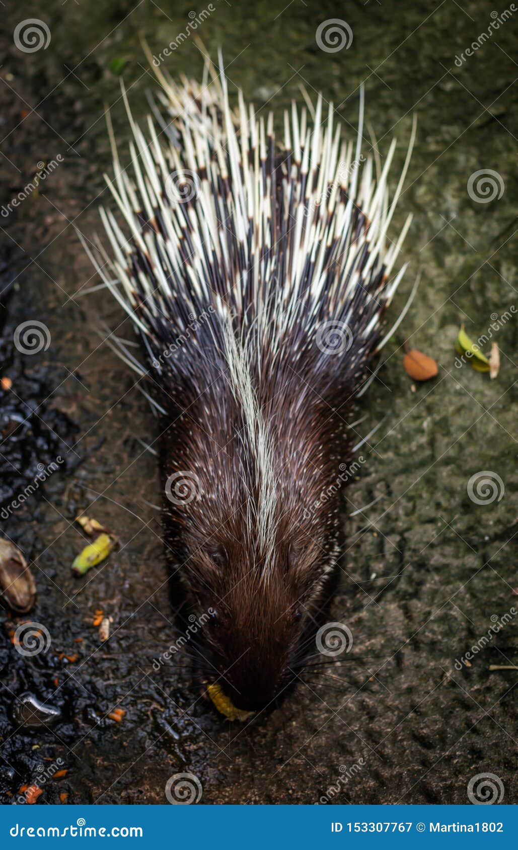 Cute porcupine stock image. Image of hystrix, large - 153307767