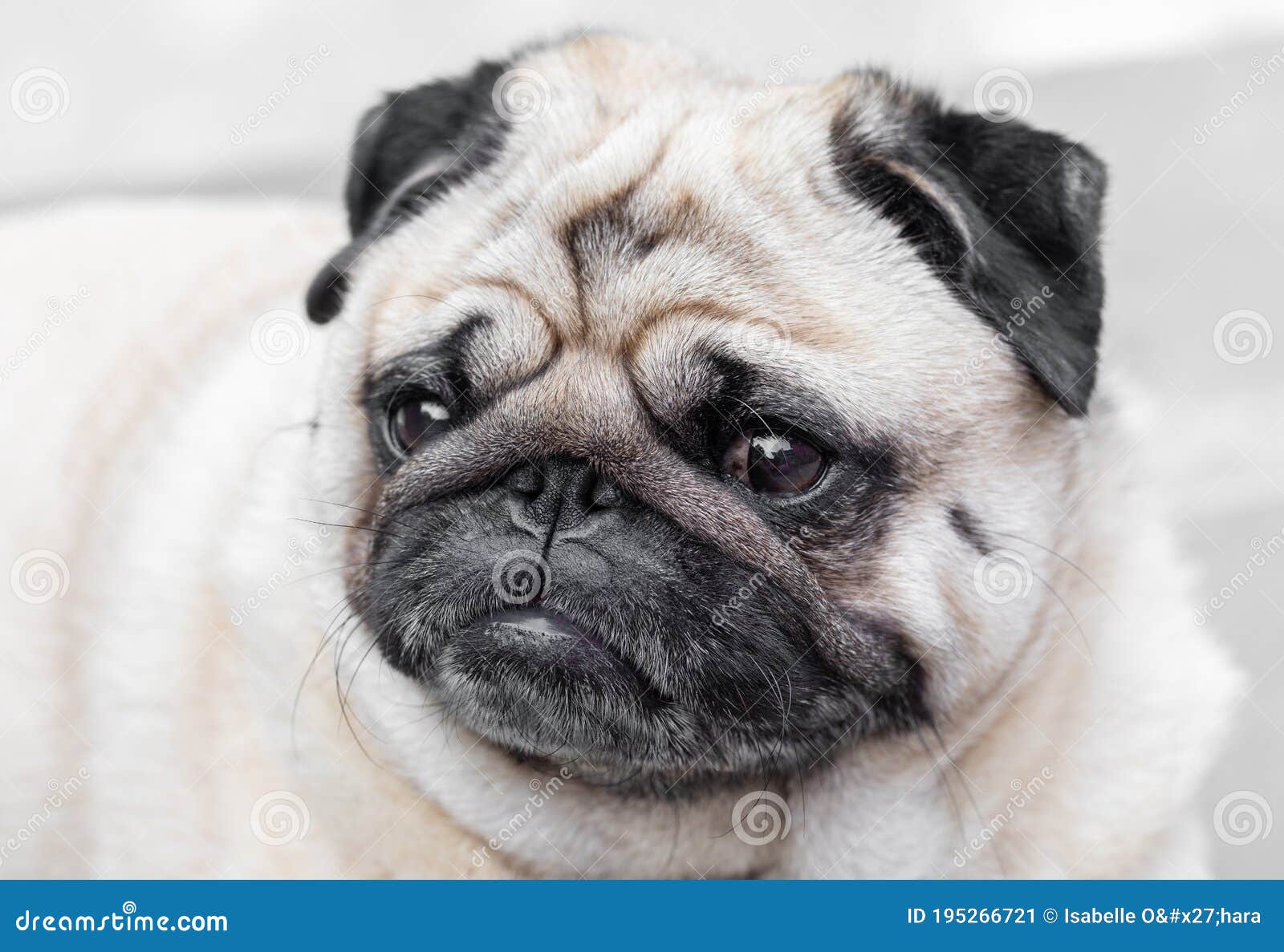 Portrait of Cute Pug Pouting and Looking Grumpy Stock Image - Image of ...