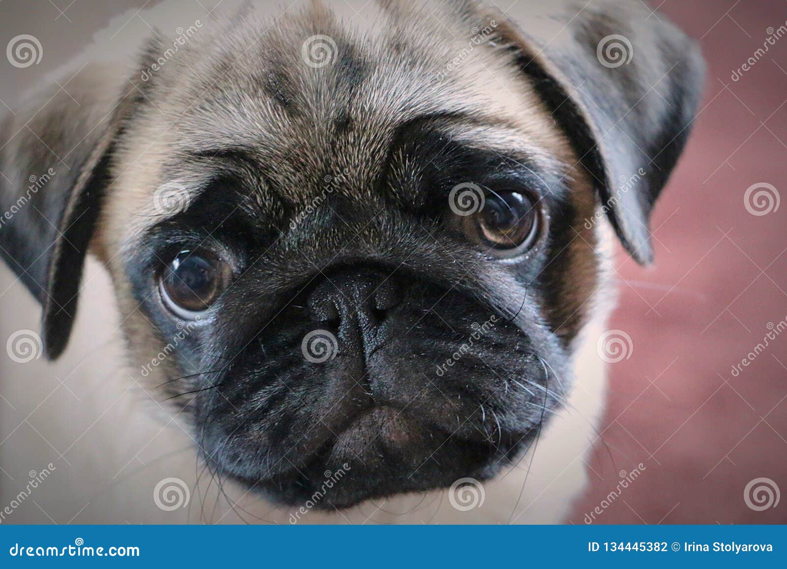 Portrait of a cute pug stock photo. Image of face, puppy - 134445382