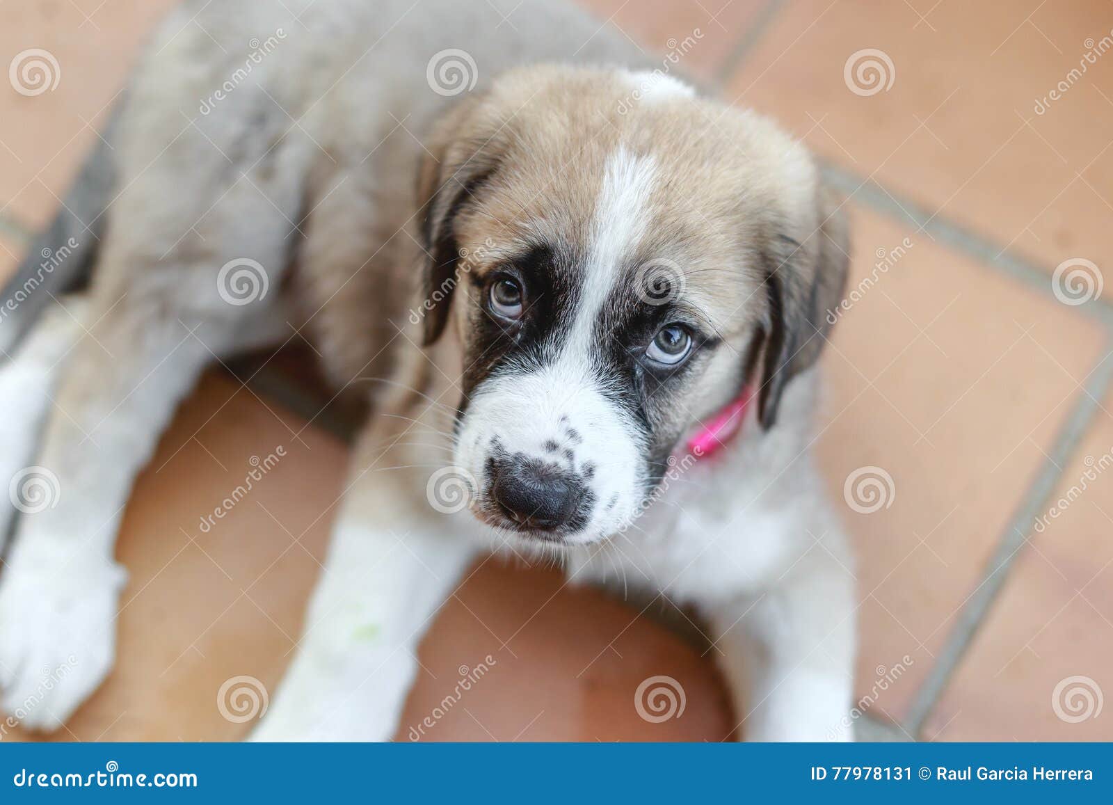 Portrait cute puppy dog stock image. Image of mastiff - 77978131