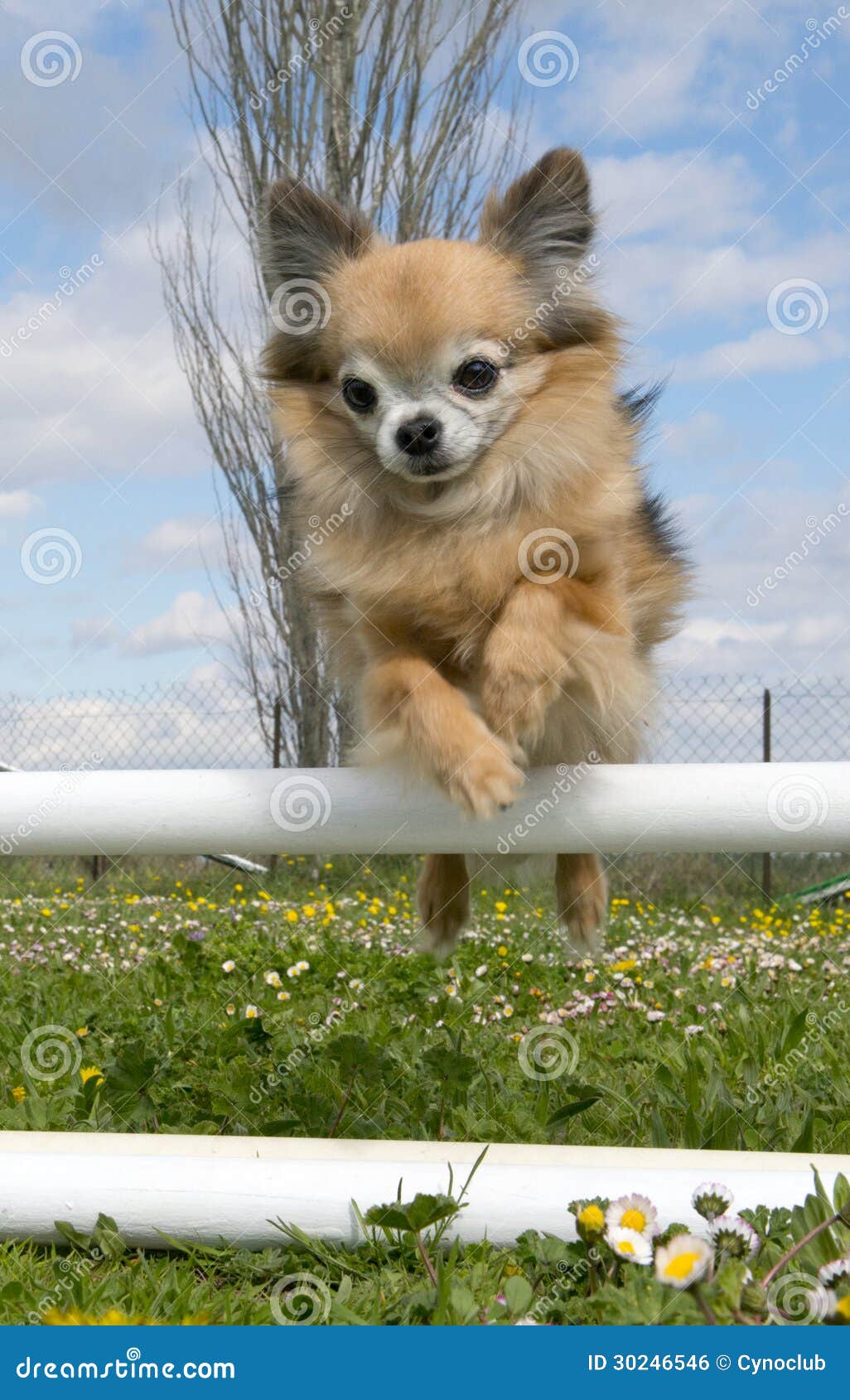 Jumping chihuahua stock photo. Image of jump, beautiful - 30246546