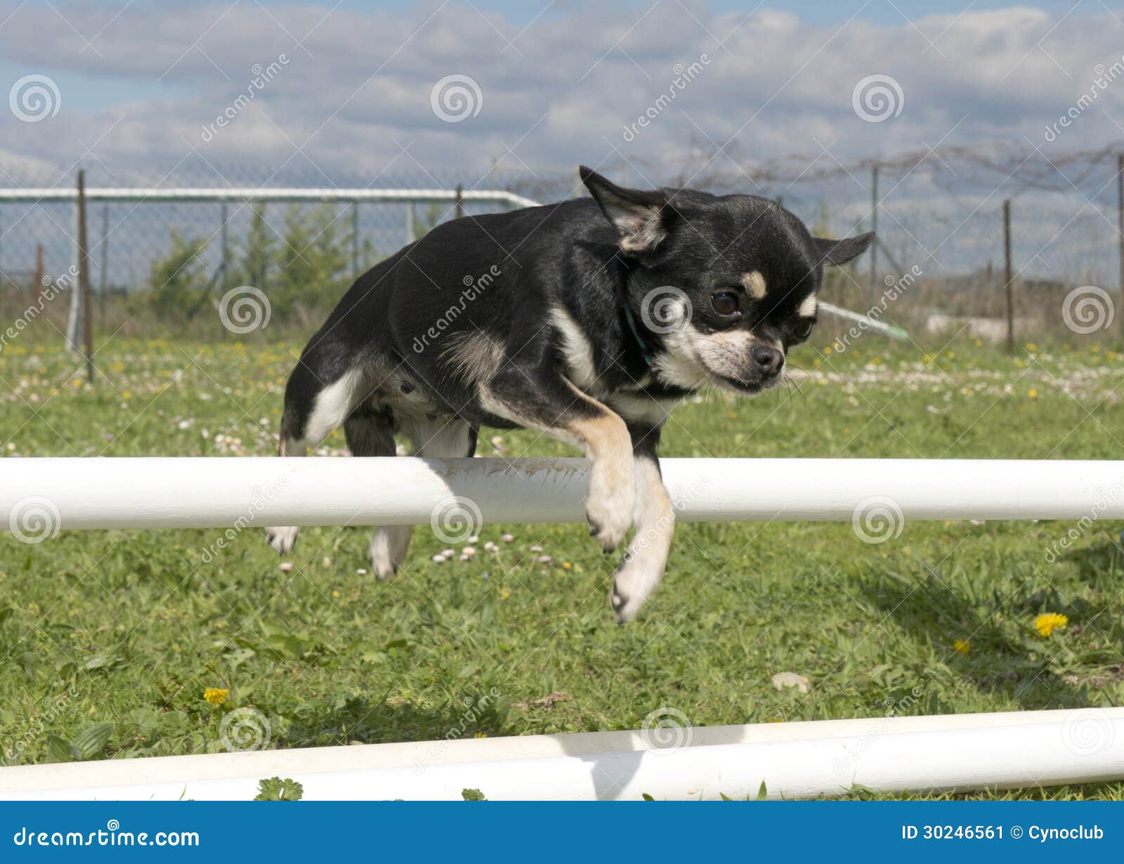 Jumping chihuahua stock image. Image of movement, agility - 30246561