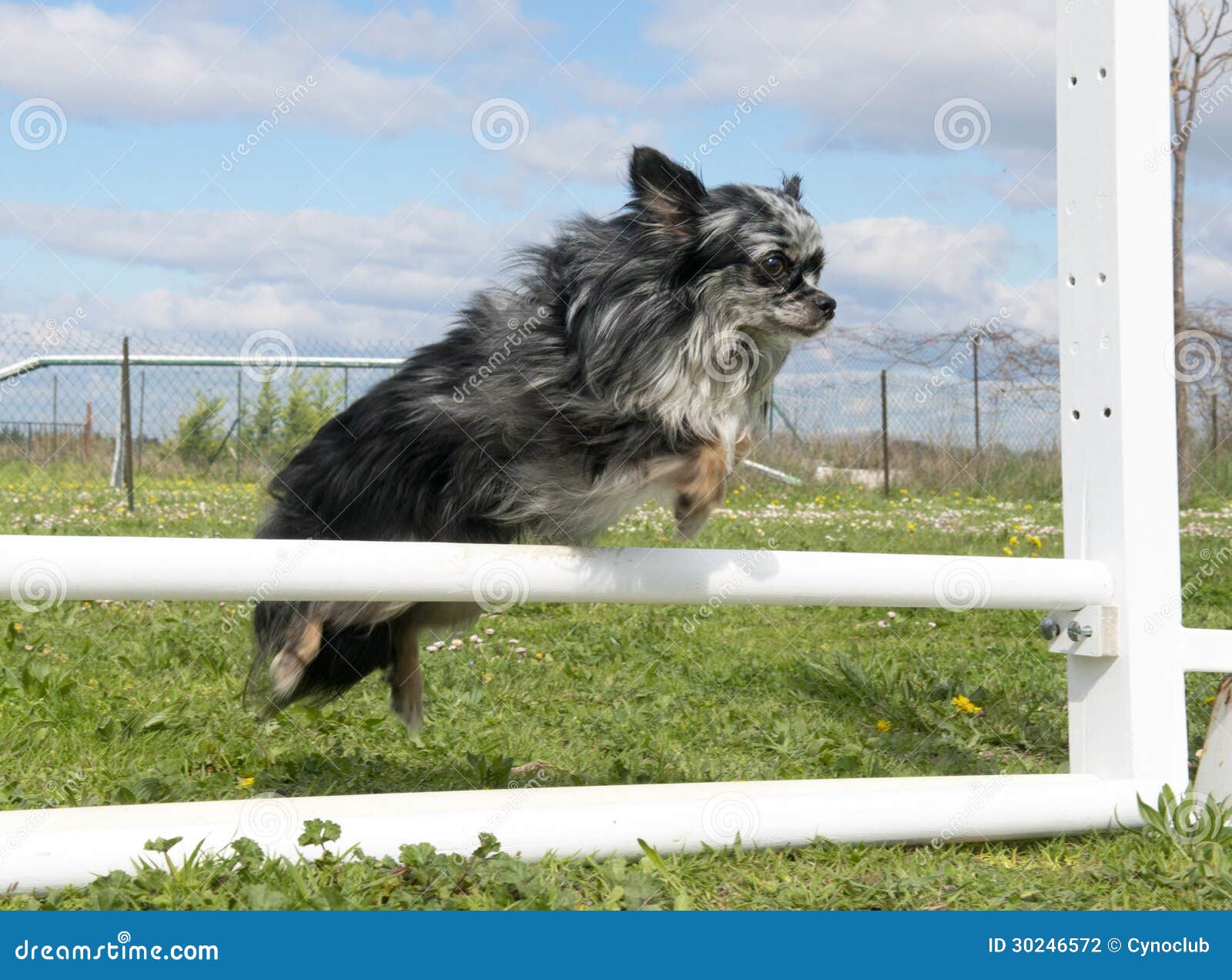 Jumping chihuahua stock photo. Image of beautiful, purebred - 30246572