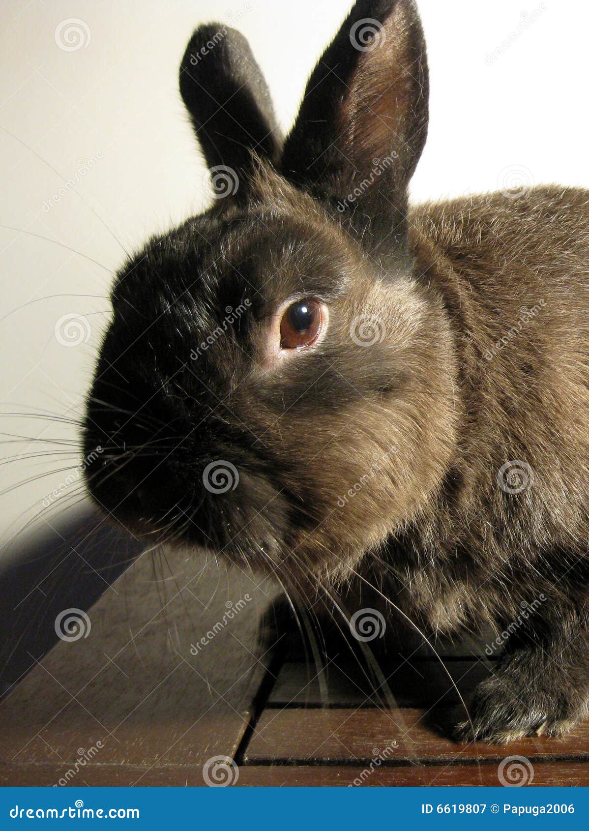 Portrait of cute rabbit stock image. Image of alert, single - 6619807