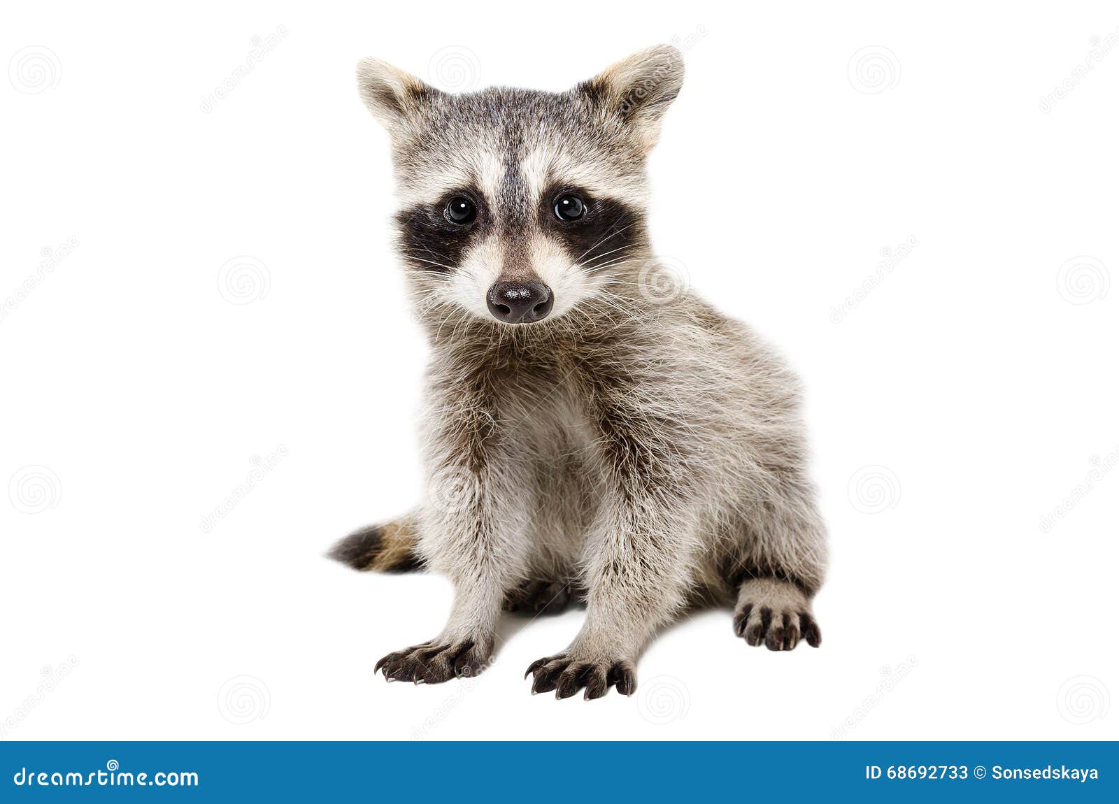 Cute Raccoon Sitting On The Shelving Royalty-Free Stock Photography ...