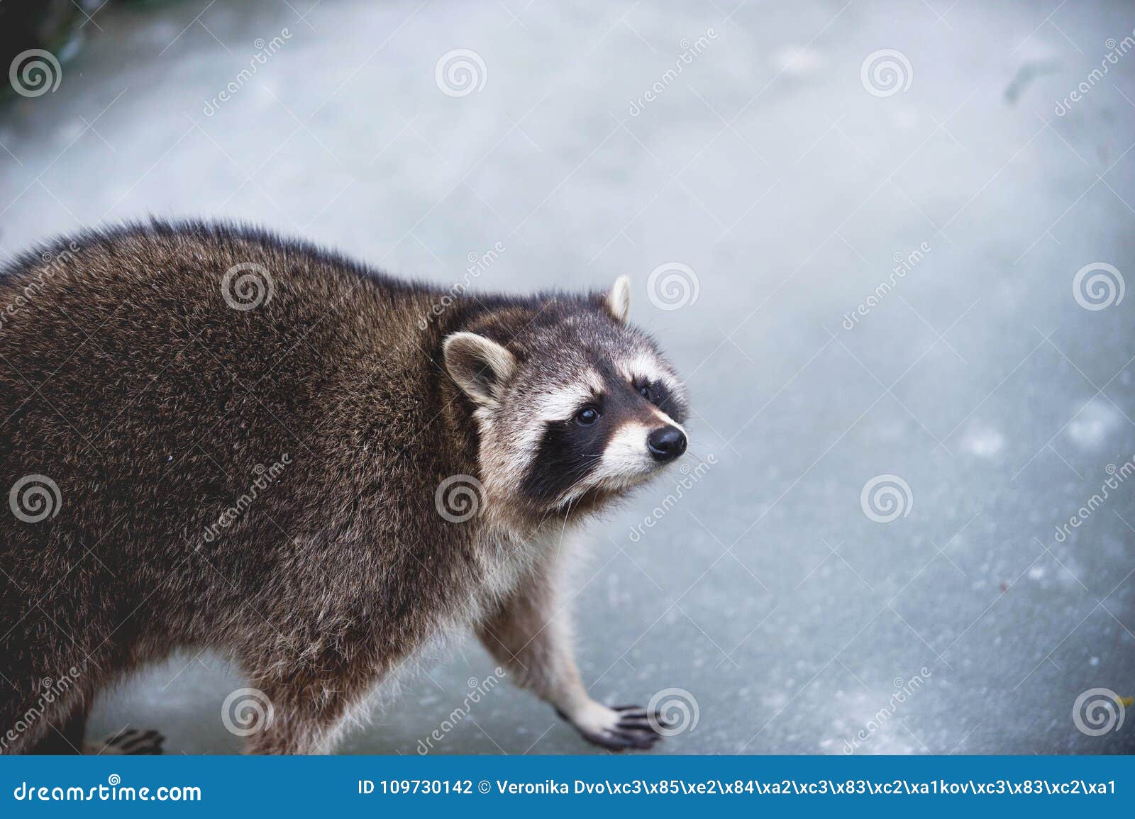 Portrait of Cute Racoon Walking on the Ice. Low Depth of Field. Stock ...