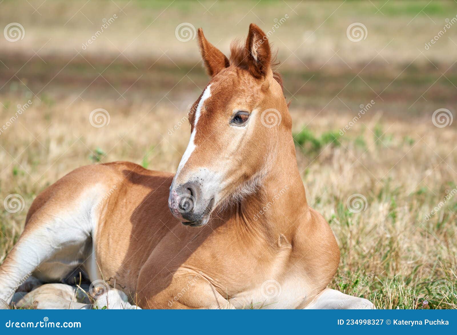 Portrait of a Cute Red Foal with a White Stripe on the Forehead Lying ...
