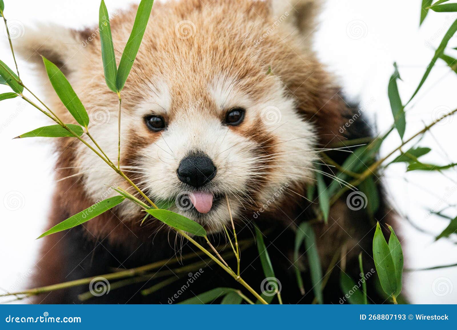 Portrait of Cute Red Panda Behind Green Plants Stock Image - Image of ...