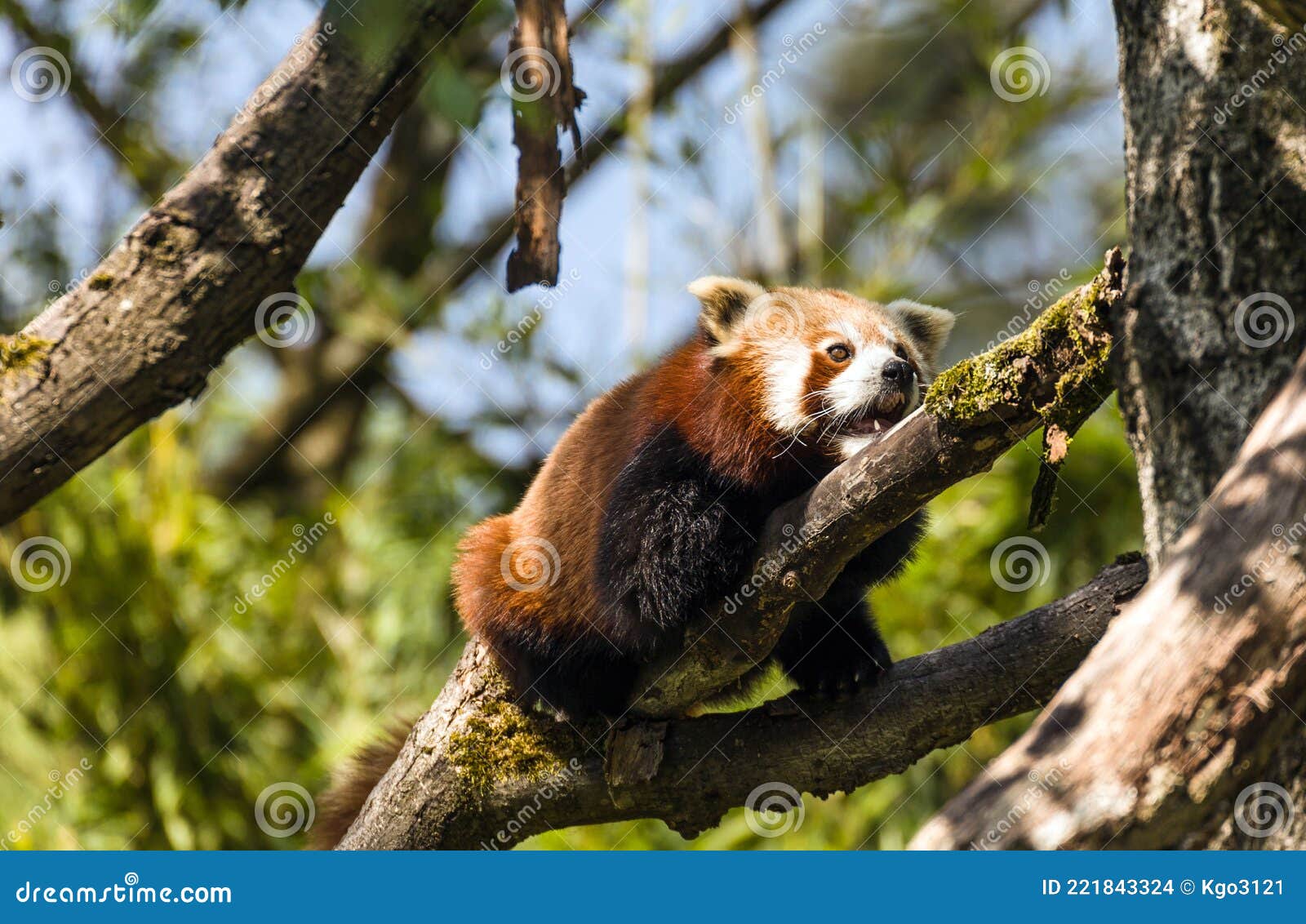 Red panda in a tree stock photo. Image of green, catbear - 221843324