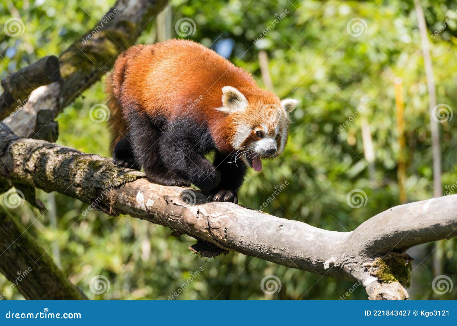 Red panda in a tree stock image. Image of tree, wild - 221843427
