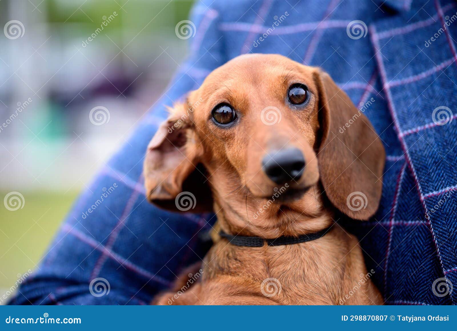 Portrait of Cute Red Smooth Dachshund Dog Stock Image - Image of smooth ...