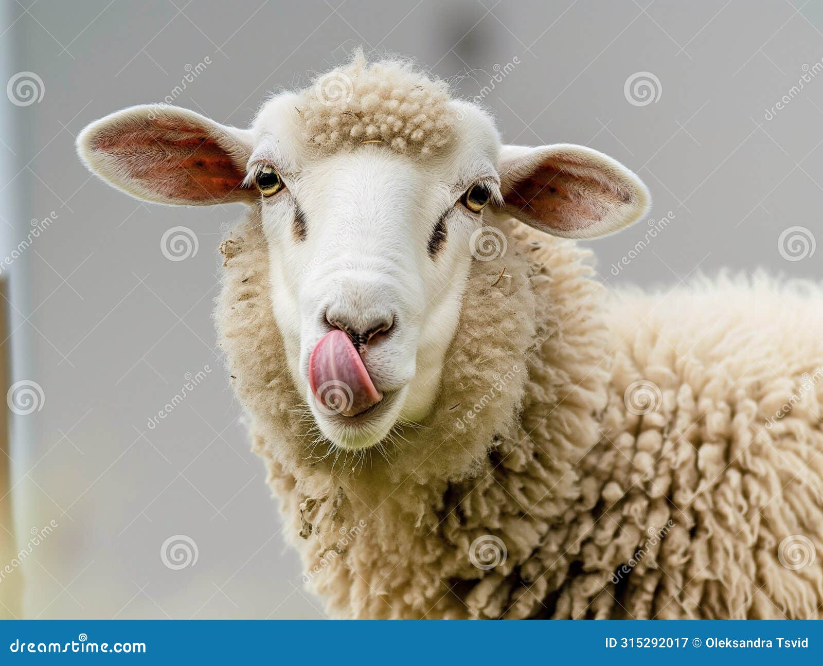 Portrait of Cute Sheep Showing Tongue Stock Image - Image of head ...