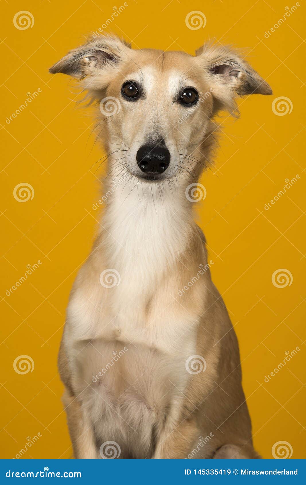 Portrait Of A Windsprite Whippet Looking At The Camera On A Beige ...