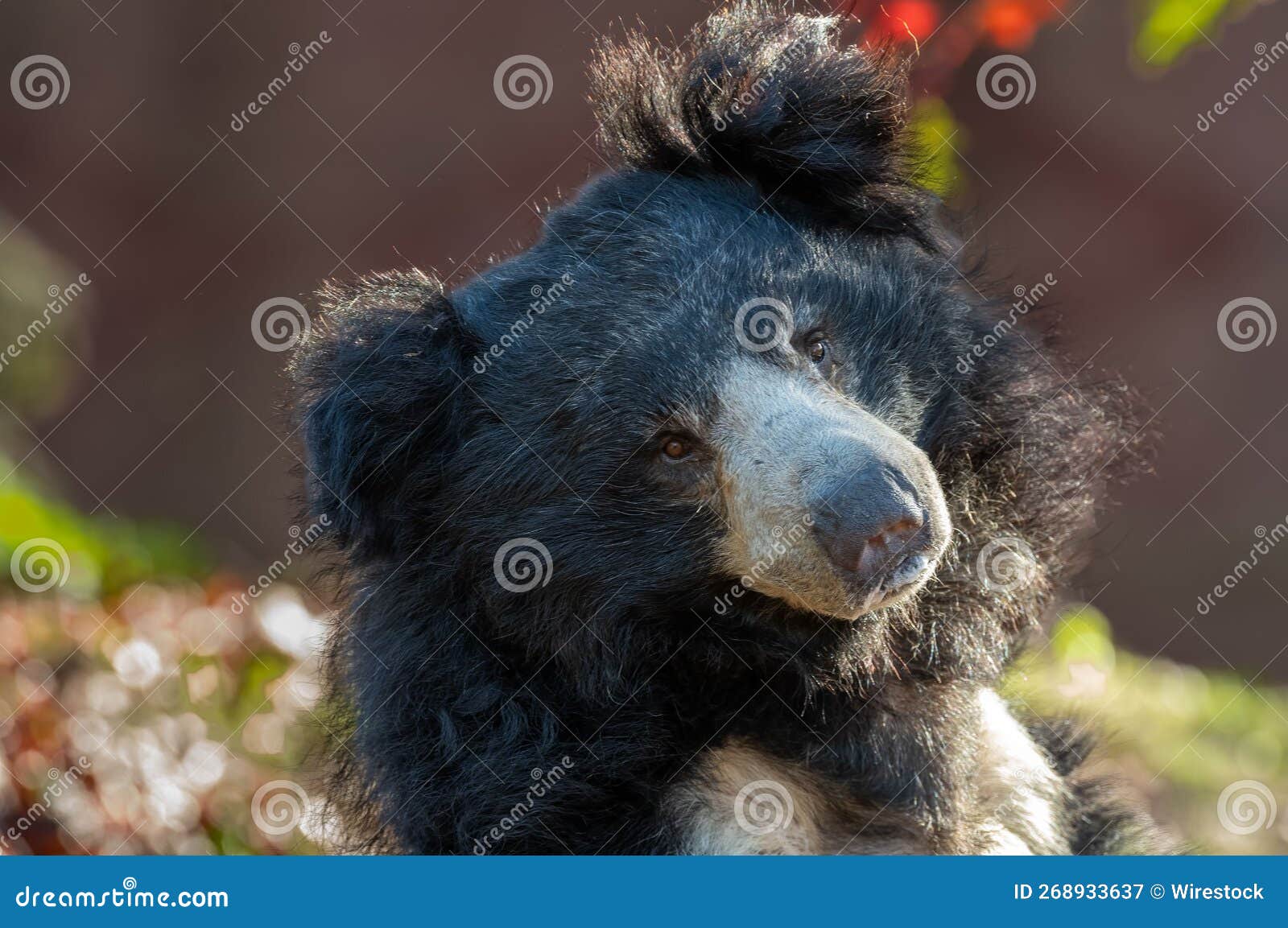 Portrait of a Cute Sloth Bear Stock Image - Image of mammal, park ...