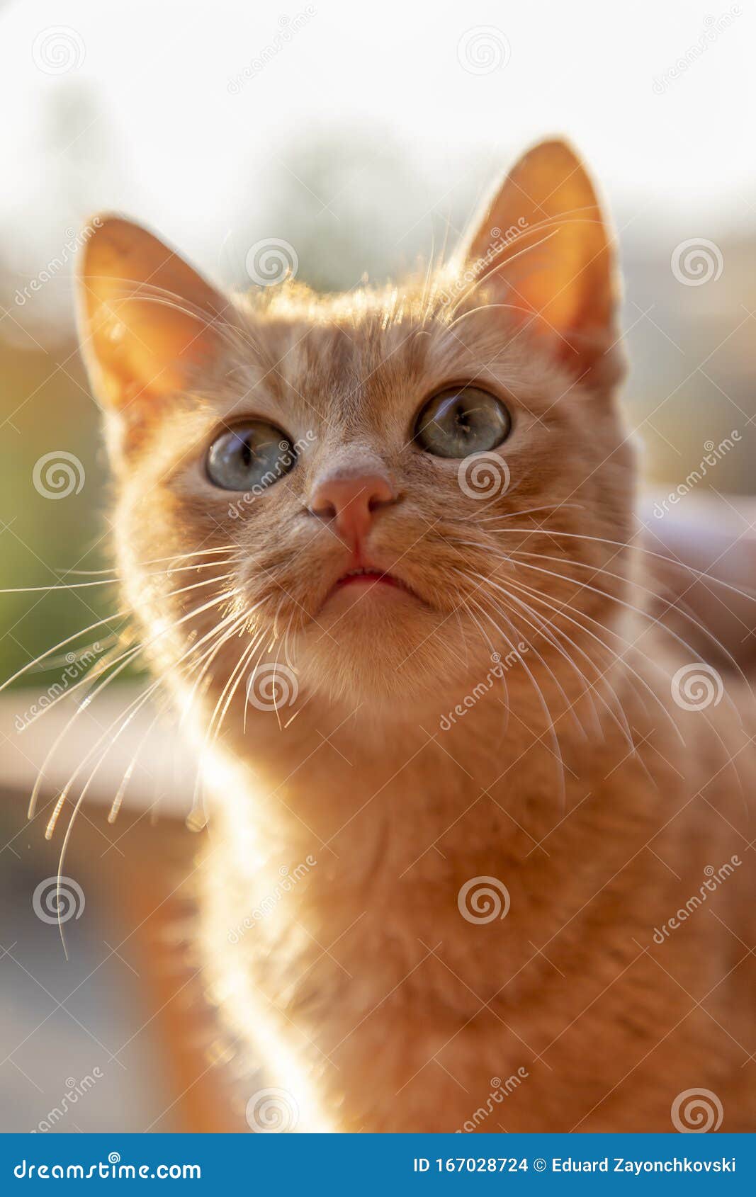 Portrait of a Cute Small Curiosity Cat. Stock Photo - Image of outdoor ...