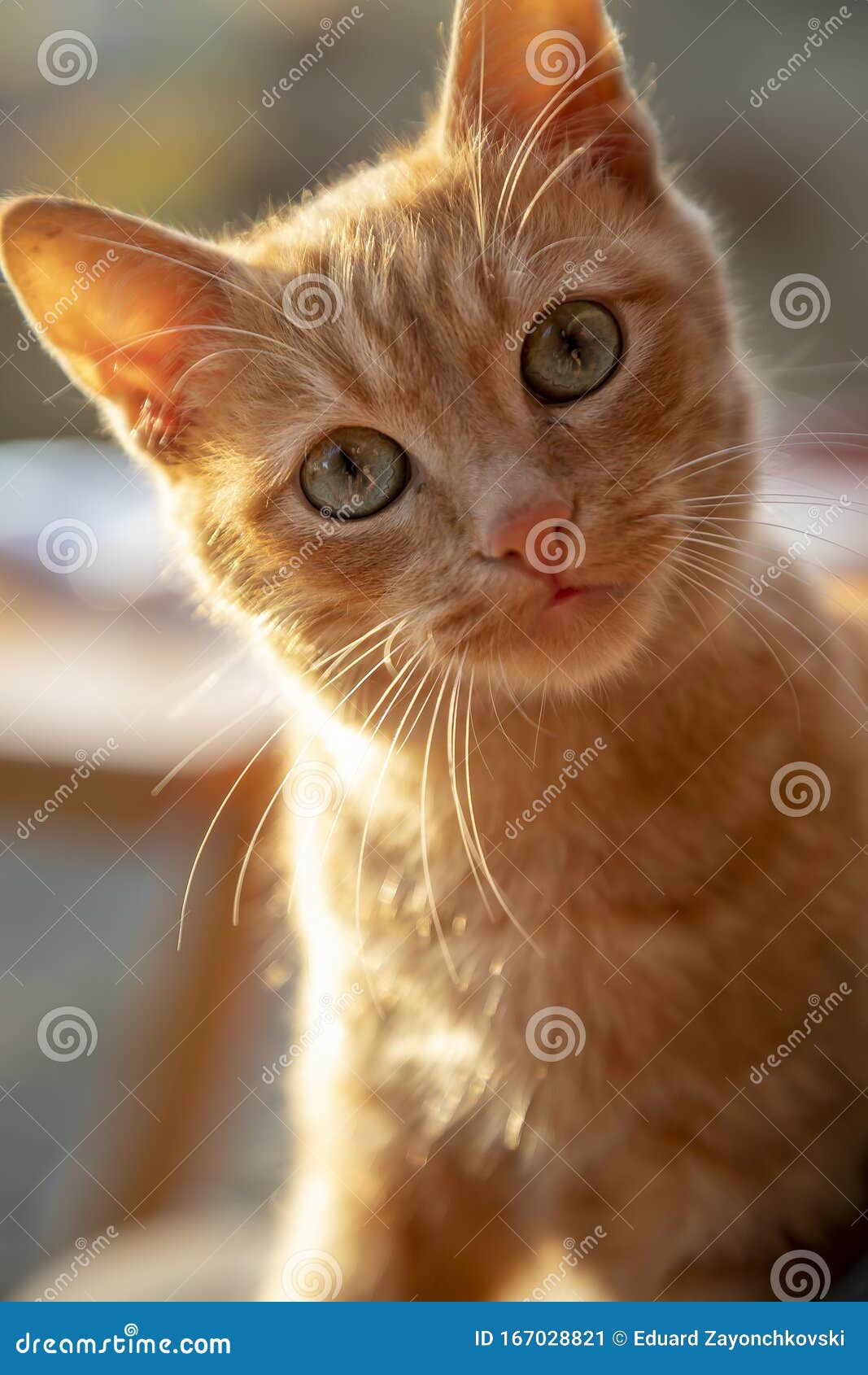 Portrait of a Cute Small Curiosity Cat. Stock Image - Image of cute ...